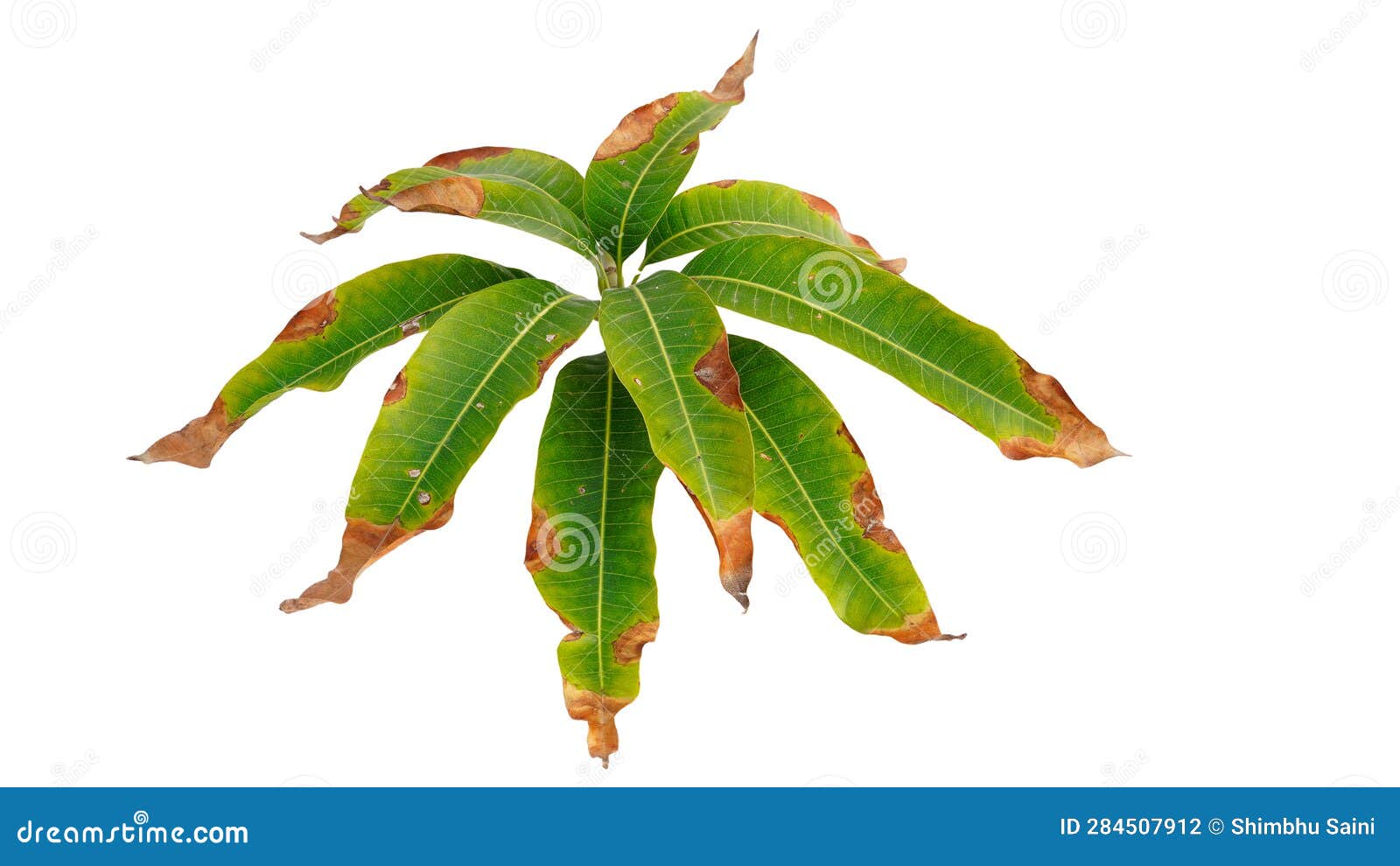 Side View Green Leaf and Dry Leaf of Mango Tree on White Background ...