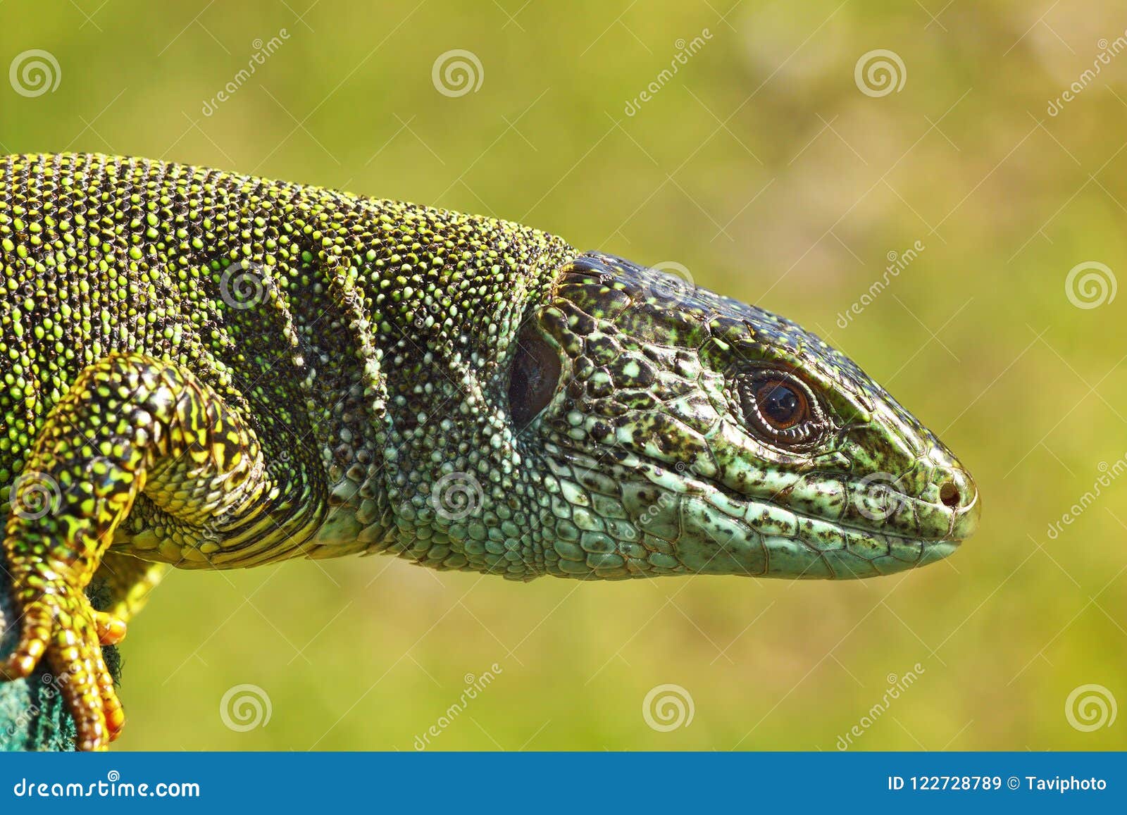 Side View of Green Lizard Head Stock Image - Image of fauna, head ...