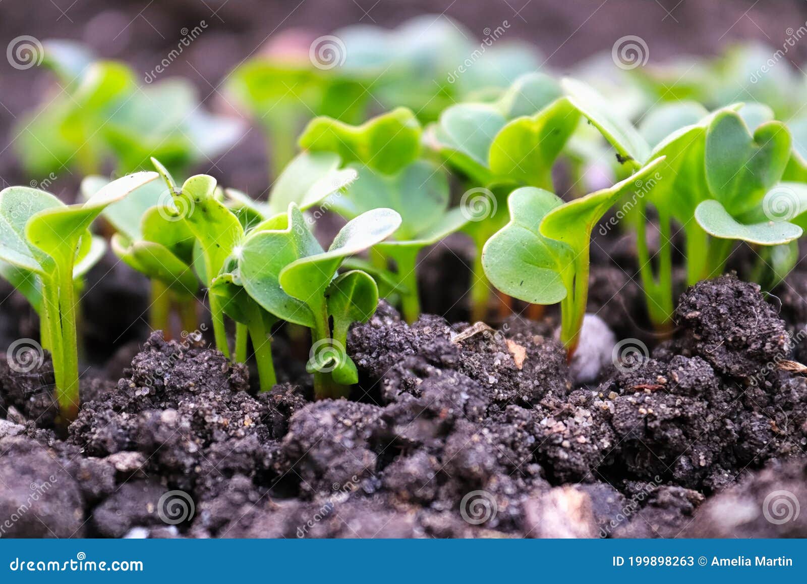 Side View of Green Radish Seedlings Sprouting Stock Image - Image of ...