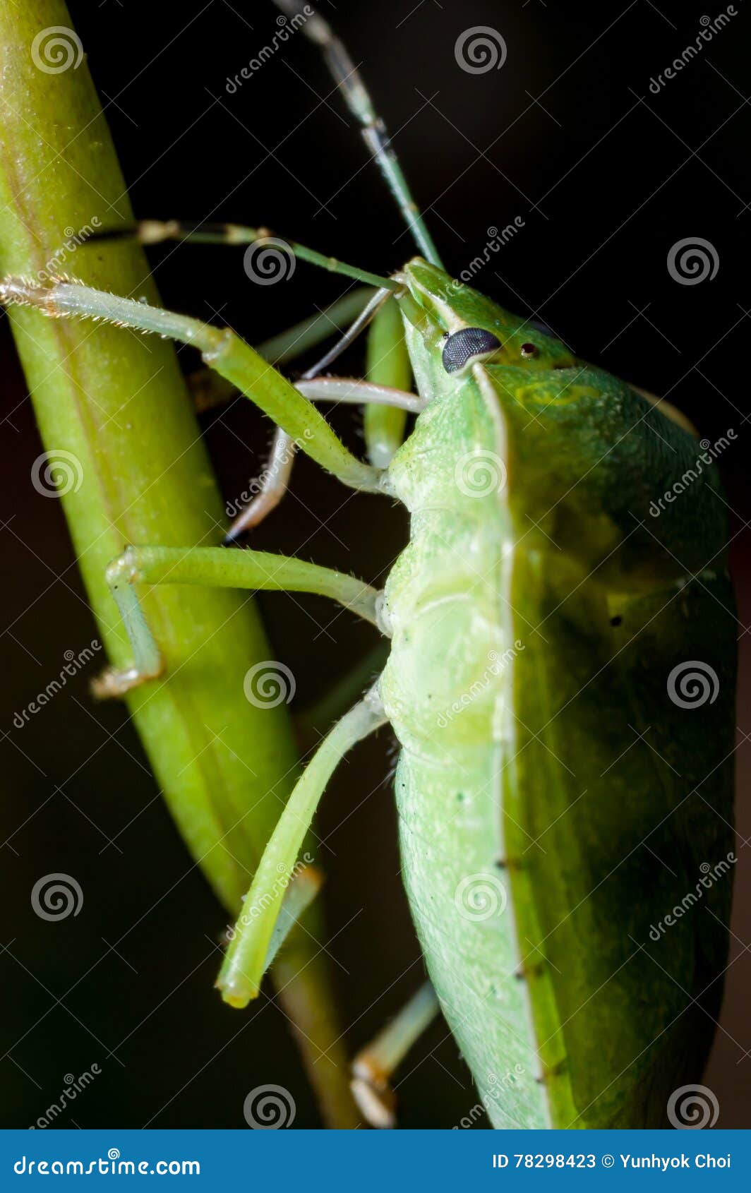 Side View of a Green Shield Bug Stock Image - Image of insect, side ...