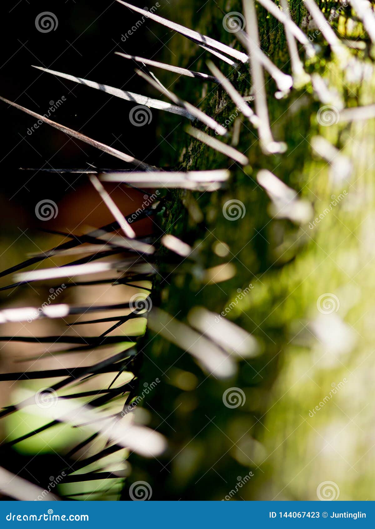 Side View of the Tree Trunk with Sharp Pointy Spike Stock Image - Image ...