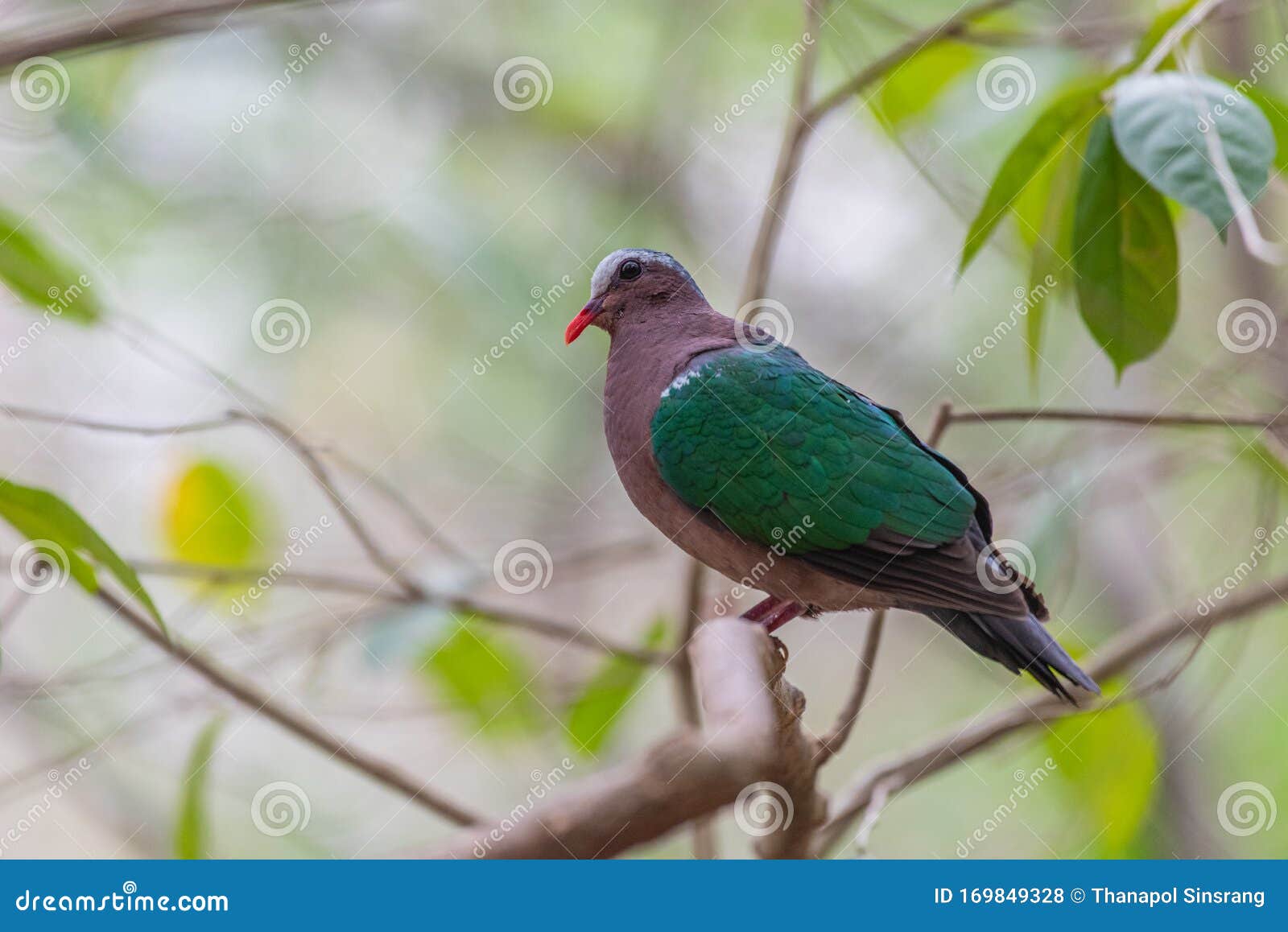 Green winged bird in tree stock photo. Image of wildlife - 169849328