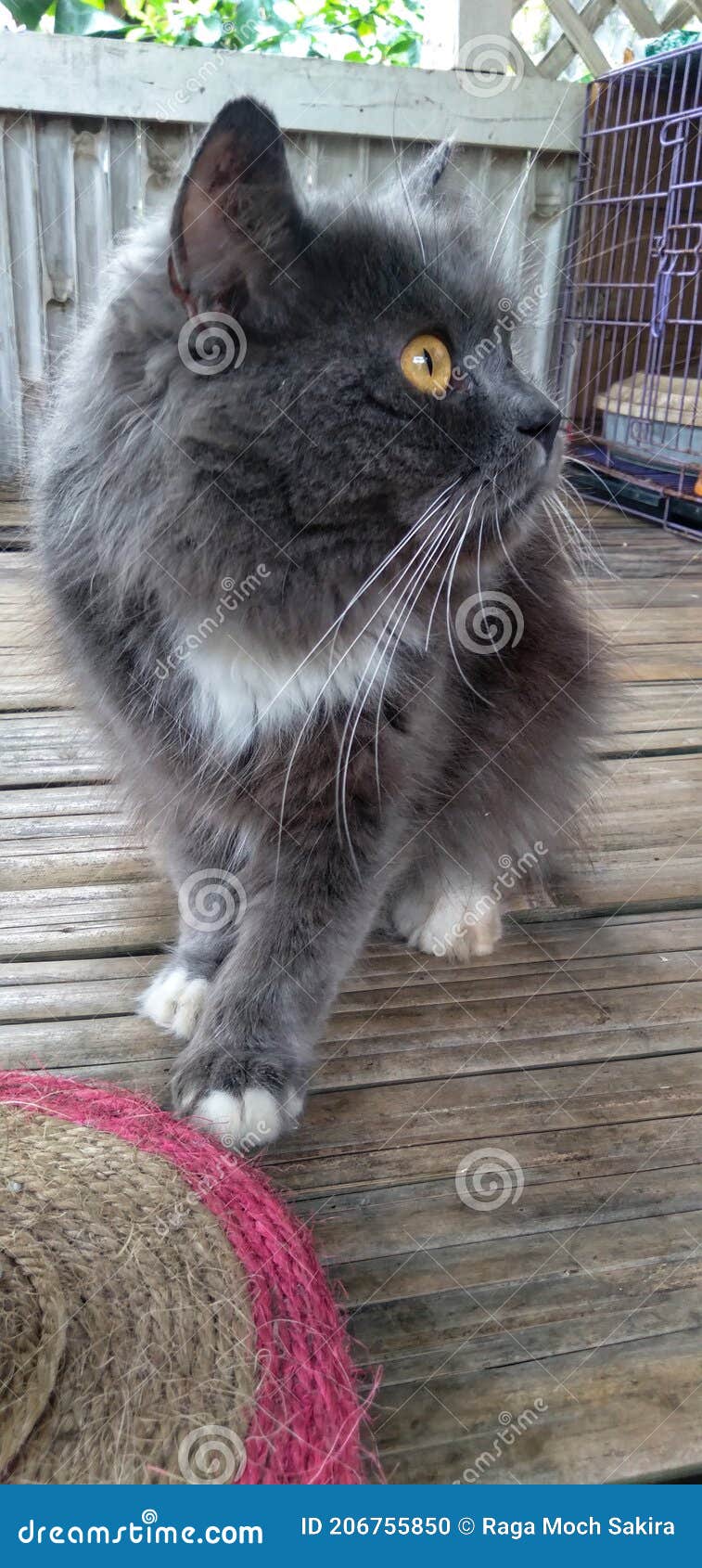 Side view of grey cat stock photo. Image of cute, asian - 206755850