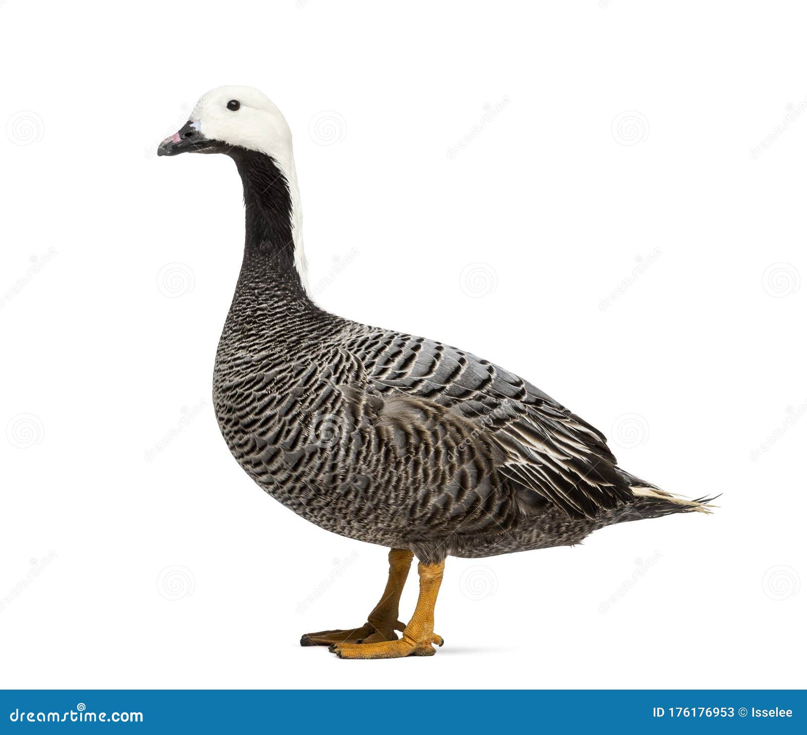 Side View of a Grey Goose, Isolated Stock Image - Image of shot, people ...
