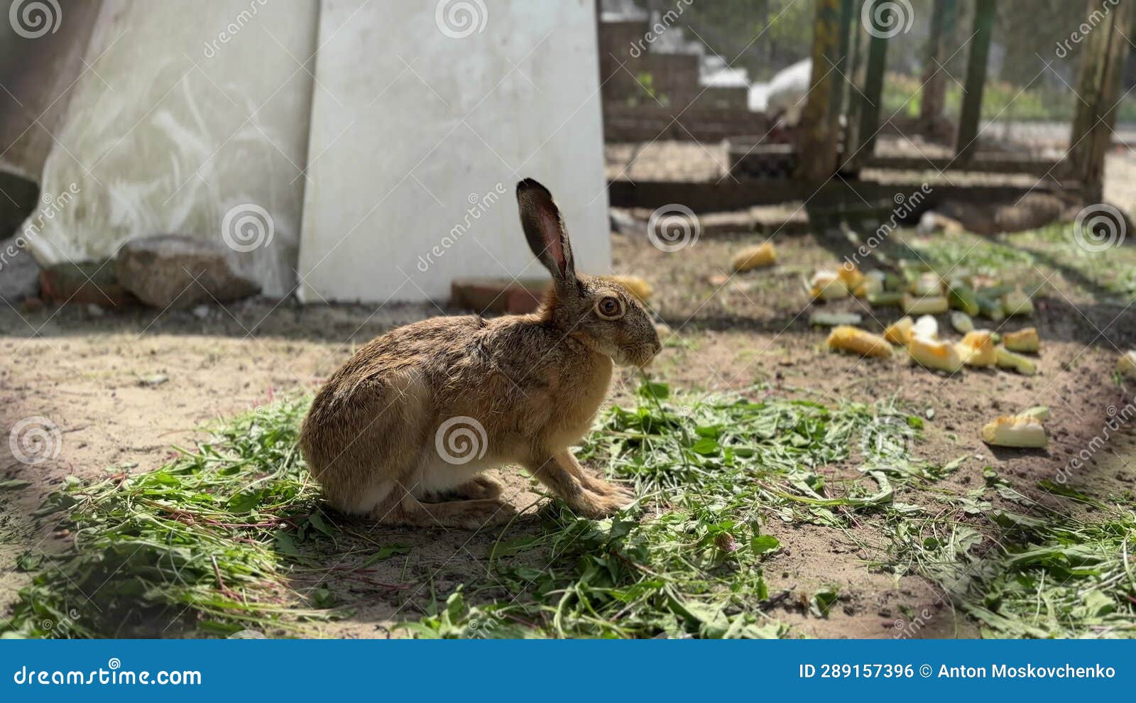 Side View of a Grey Hare Chewing Grass in the Backyard. Stock Footage ...