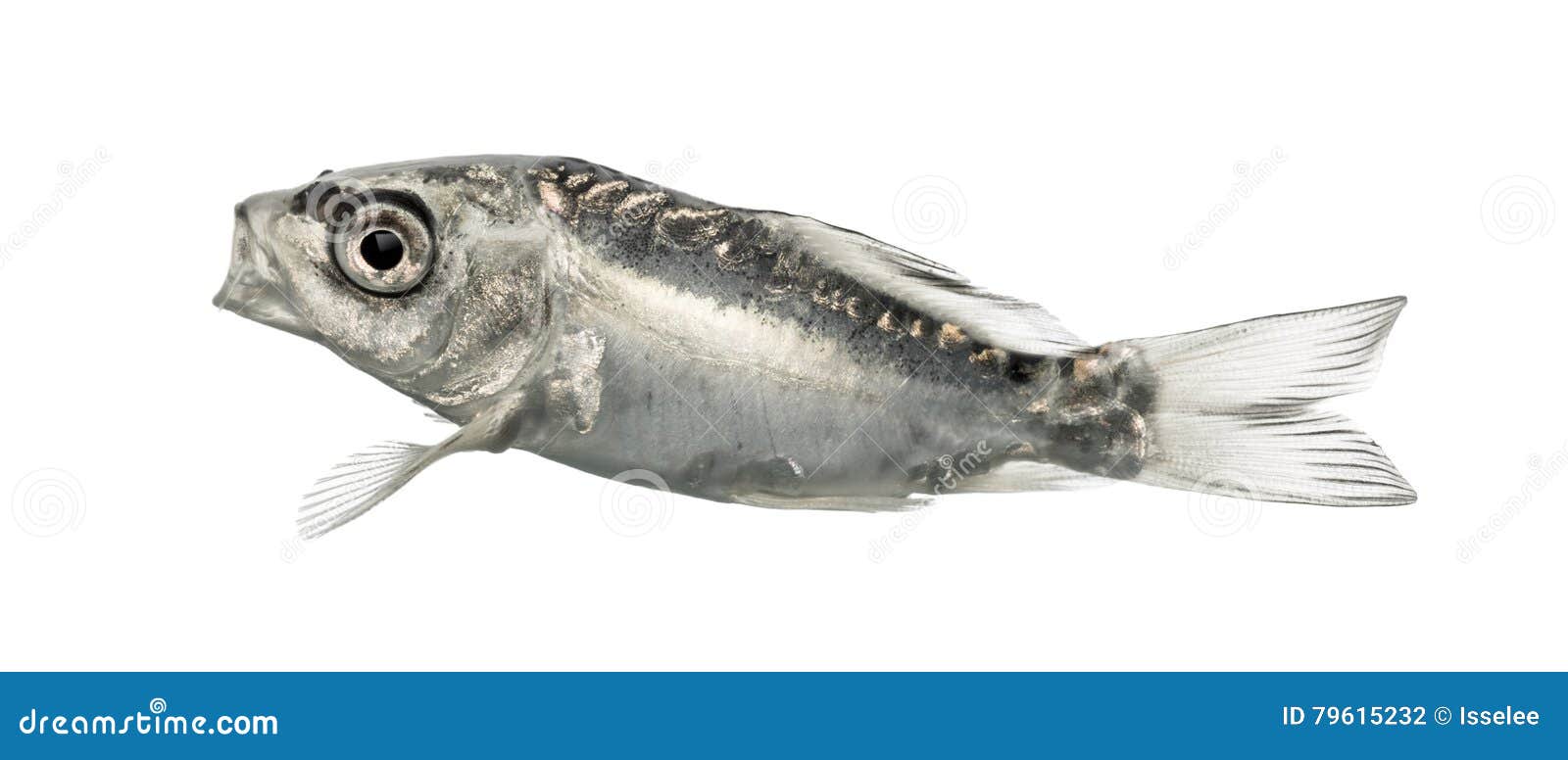 Side view of a grey koi stock photo. Image of mouth, aquatic - 79615232