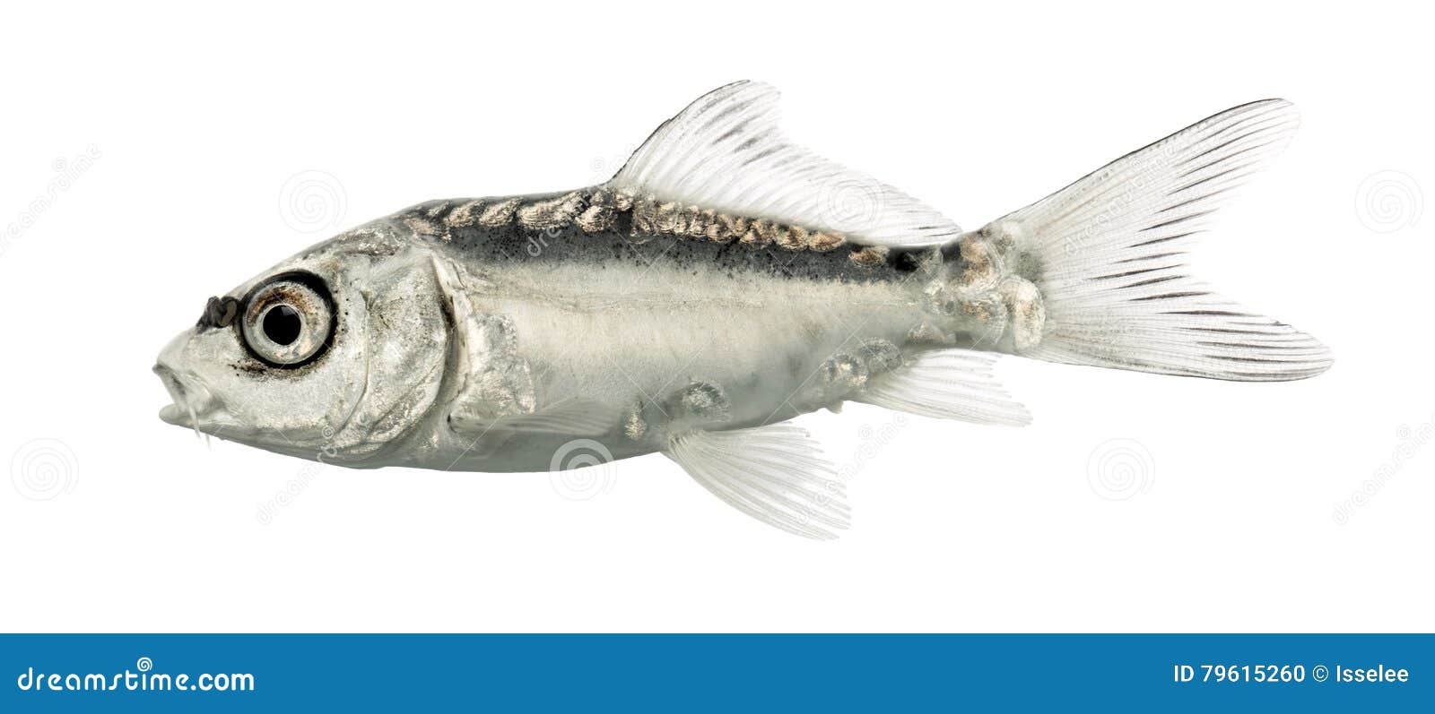 Side view of a grey koi stock photo. Image of carpio - 79615260