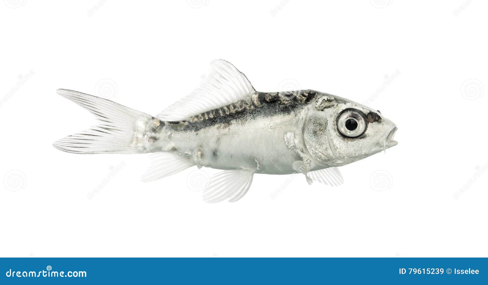 Side View of a Grey Koi Isolated on White Stock Image - Image of wild ...