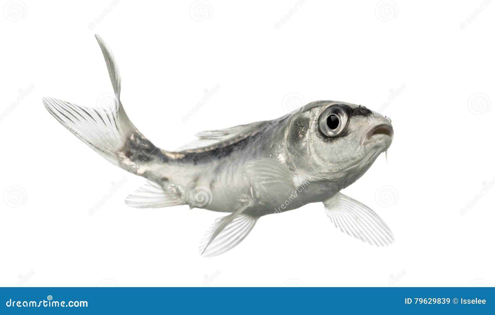 Side View of a Grey Koi Isolated on White Stock Image - Image of wild ...
