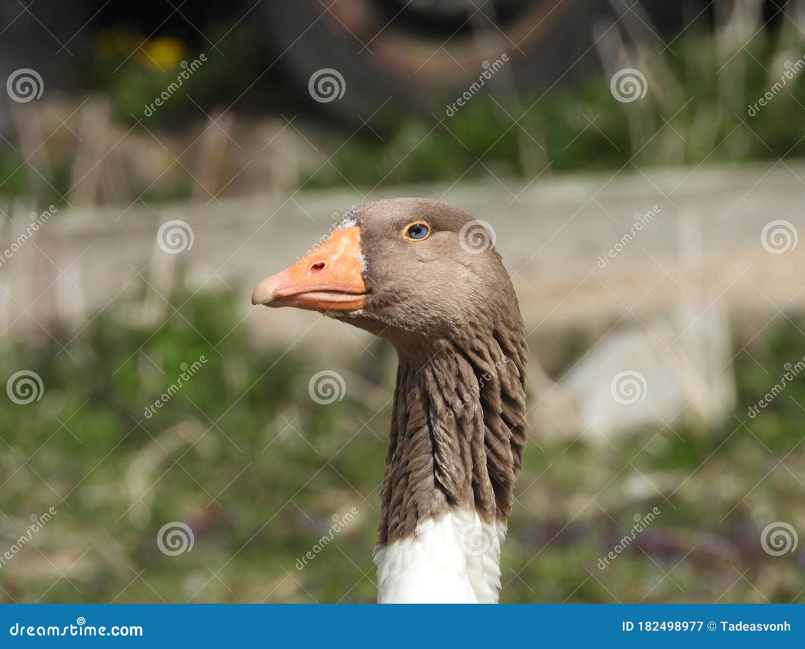 Side View of the Greylag Goose Head Stock Image - Image of bird, camera ...