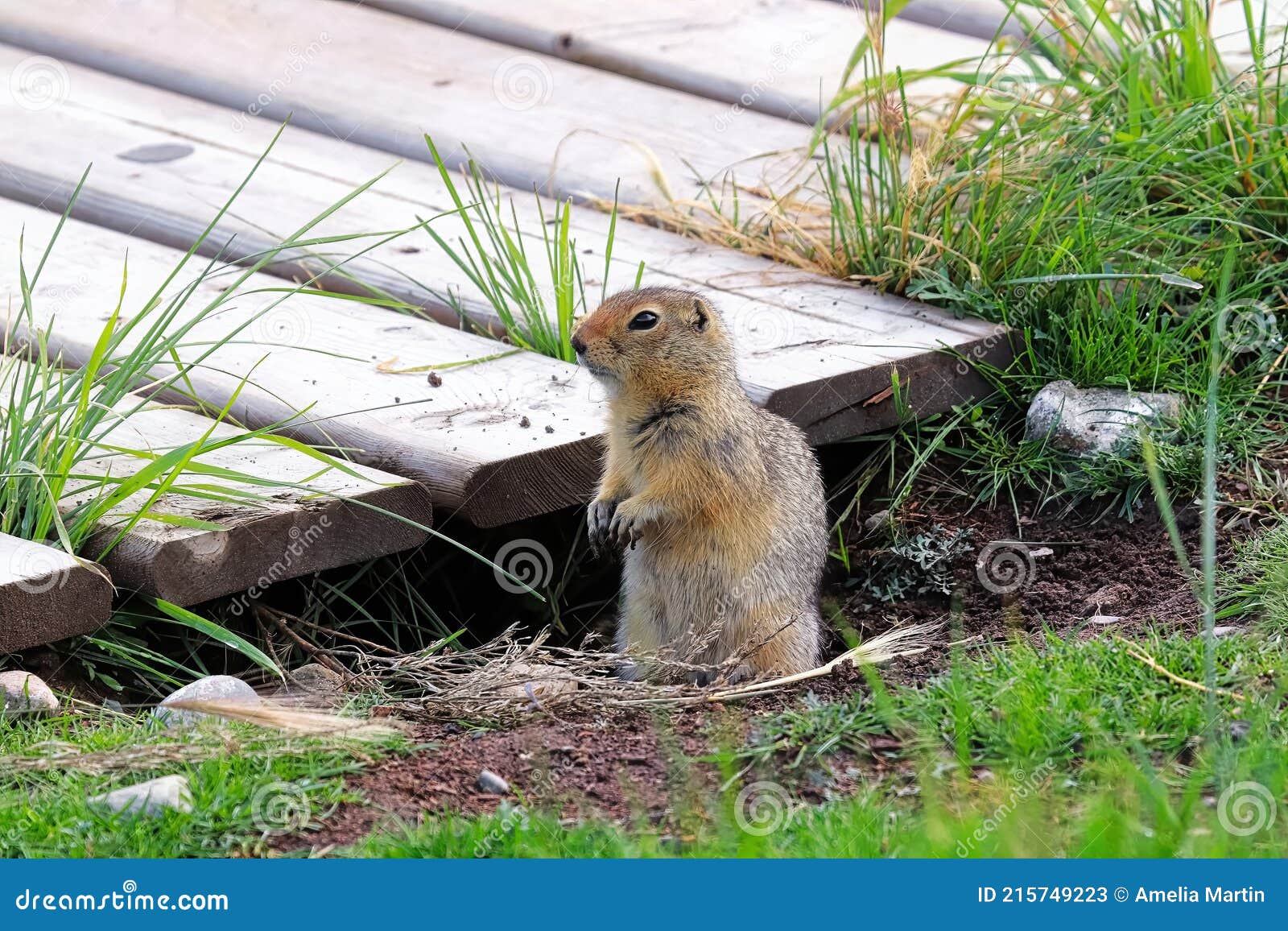 Side View of a Ground Squirrel Sitting beside a Boardwalk Stock Image ...