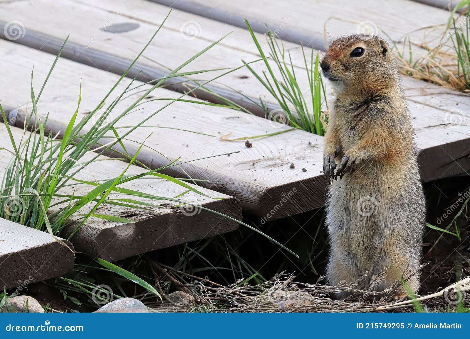 Side View of a Ground Squirrel Sitting beside a Boardwalk Stock Image ...