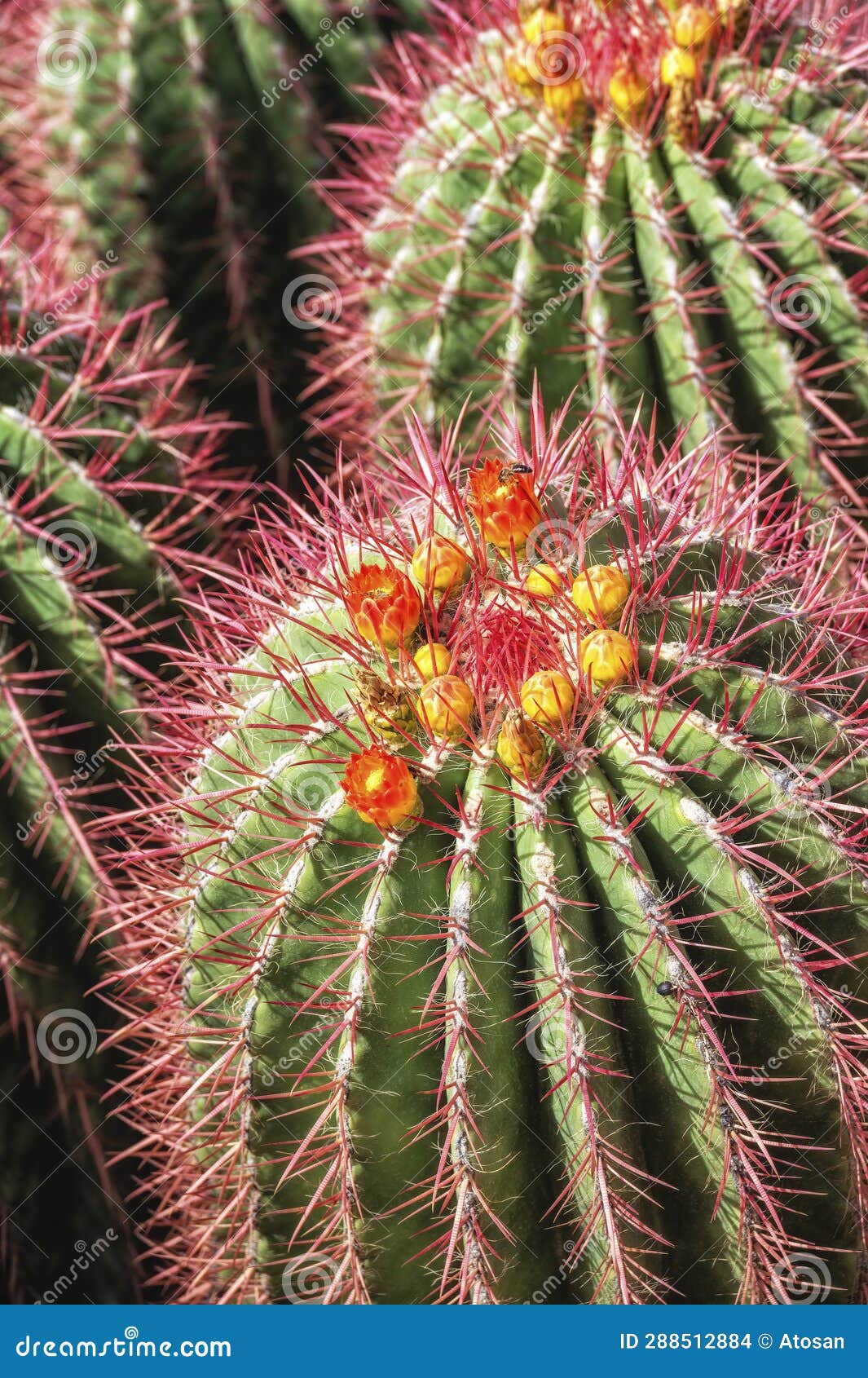 Side View on a Group of Cacti with Spikes and Flowers Stock Photo ...