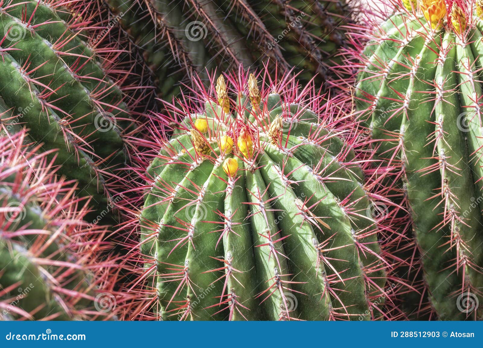 Side View on a Group of Cacti with Spikes and Flowers Stock Image ...