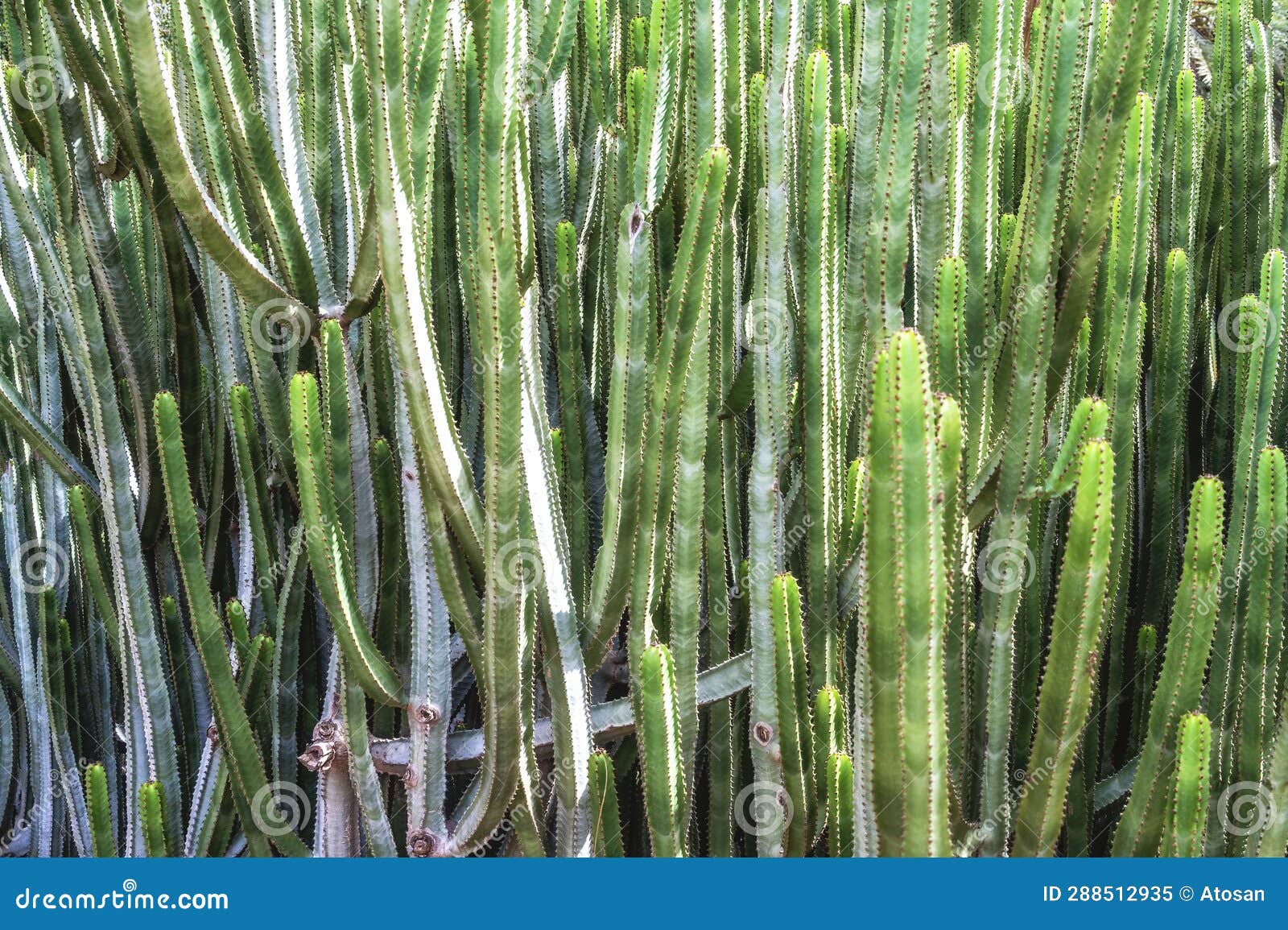 Side View on a Group of Cacti with Spikes and Flowers Stock Image ...