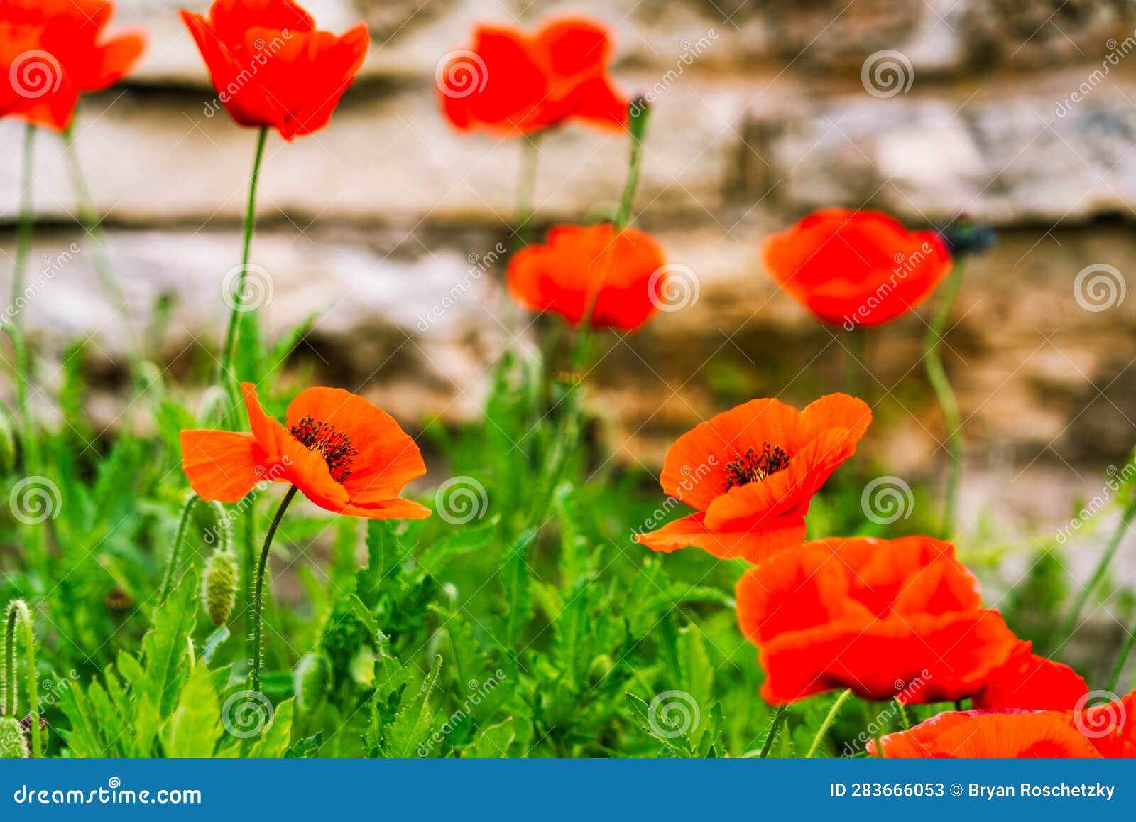 Side View of a Group of Red Poppy Flowers in Spring Time in Central ...