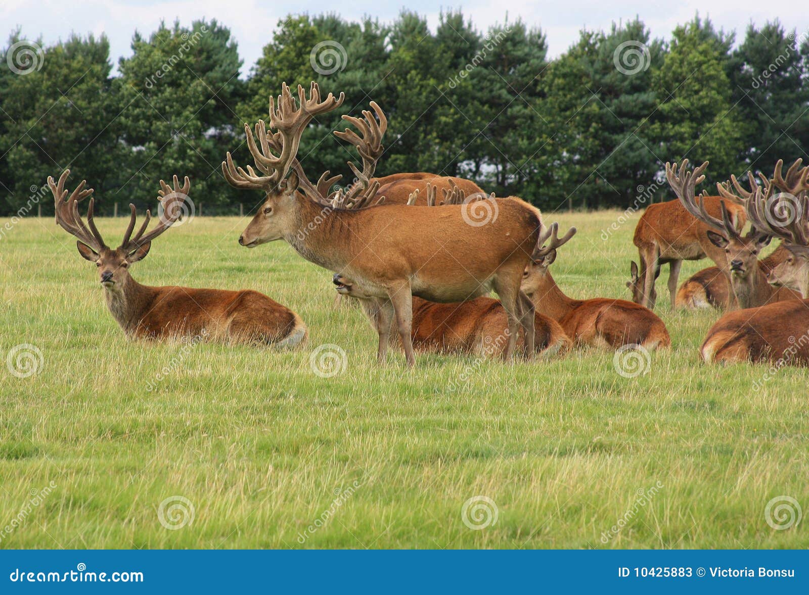 Side View of Group of Stags Stock Image - Image of home, laying: 10425883