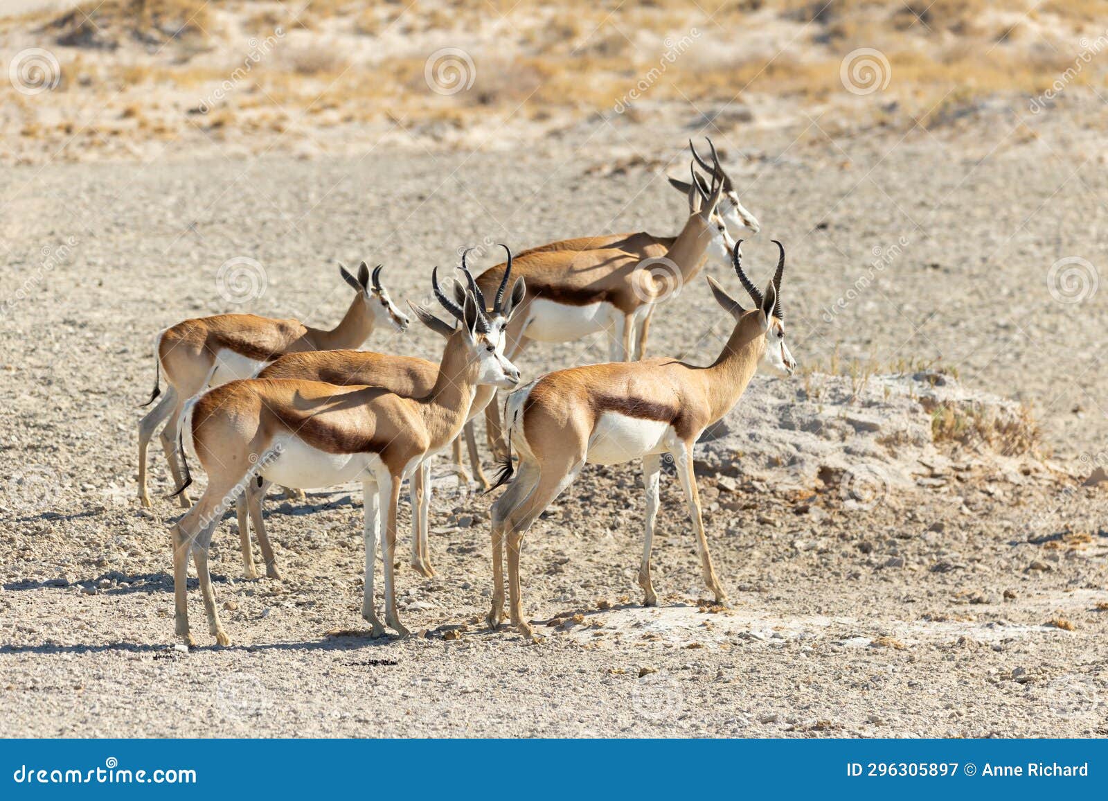 Side View of Group of Young Springboks Walking in Arid Field Stock ...