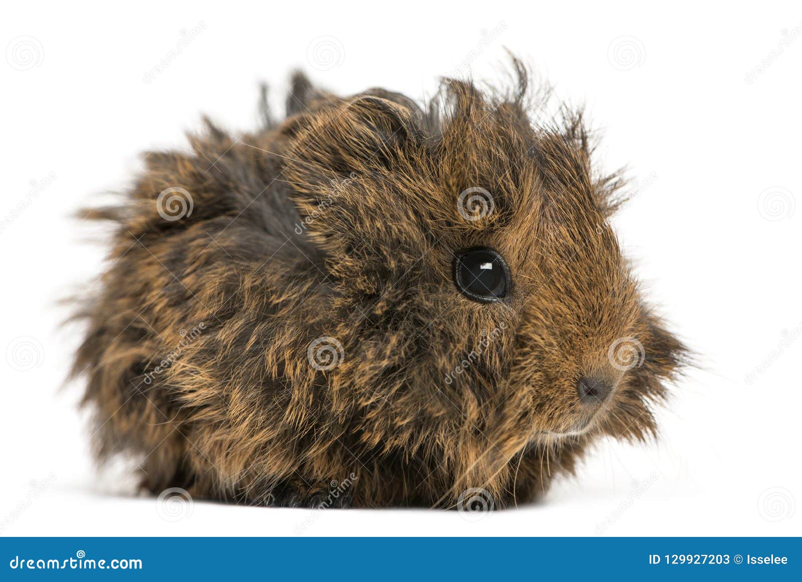 Side View of a Guinea Pig, Isolated Stock Image - Image of background ...
