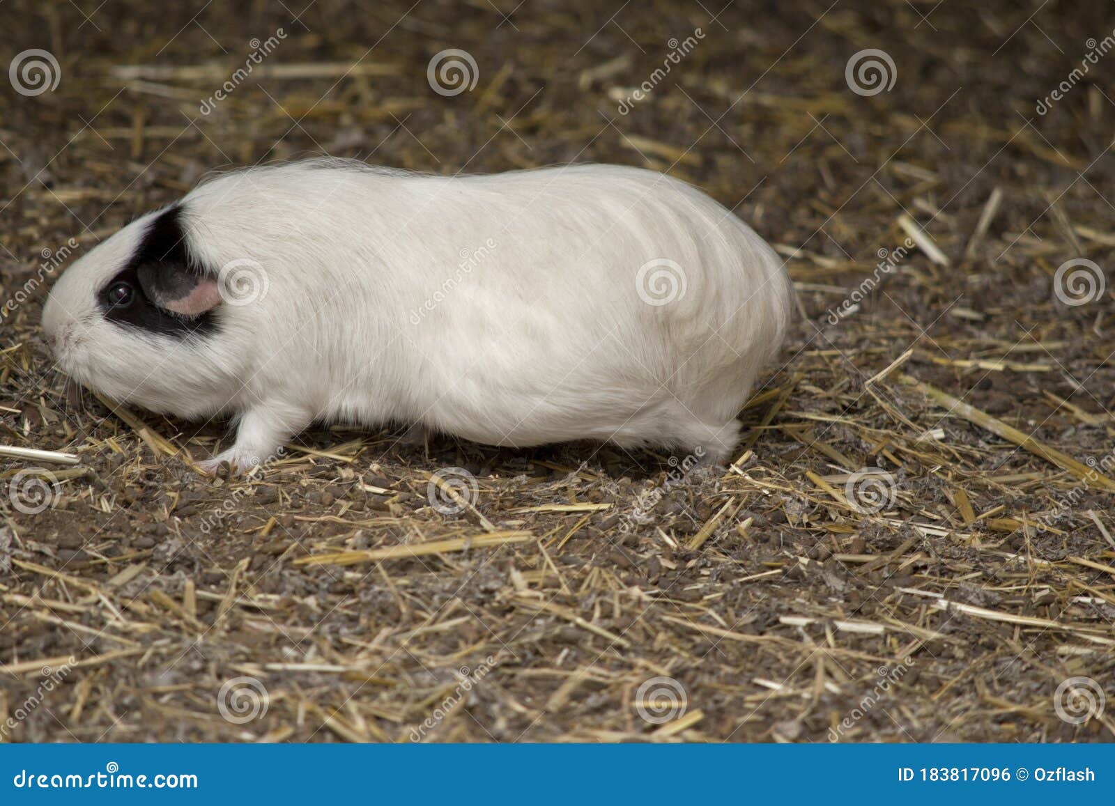 This is a Side View of a Guinea Pig Stock Photo - Image of nose ...