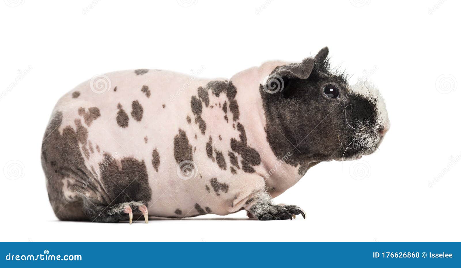 Side View of Hairless Guinea Pig, Isolated Stock Photo - Image of ...