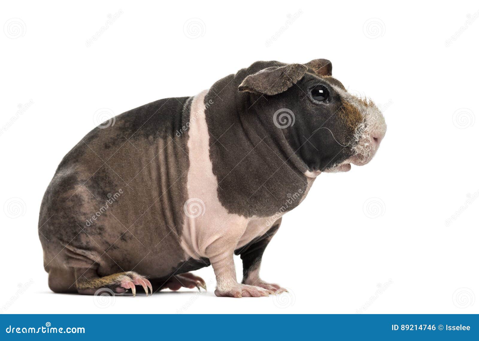 Side View of Hairless Guinea Pig, Isolated Stock Photo - Image of ...