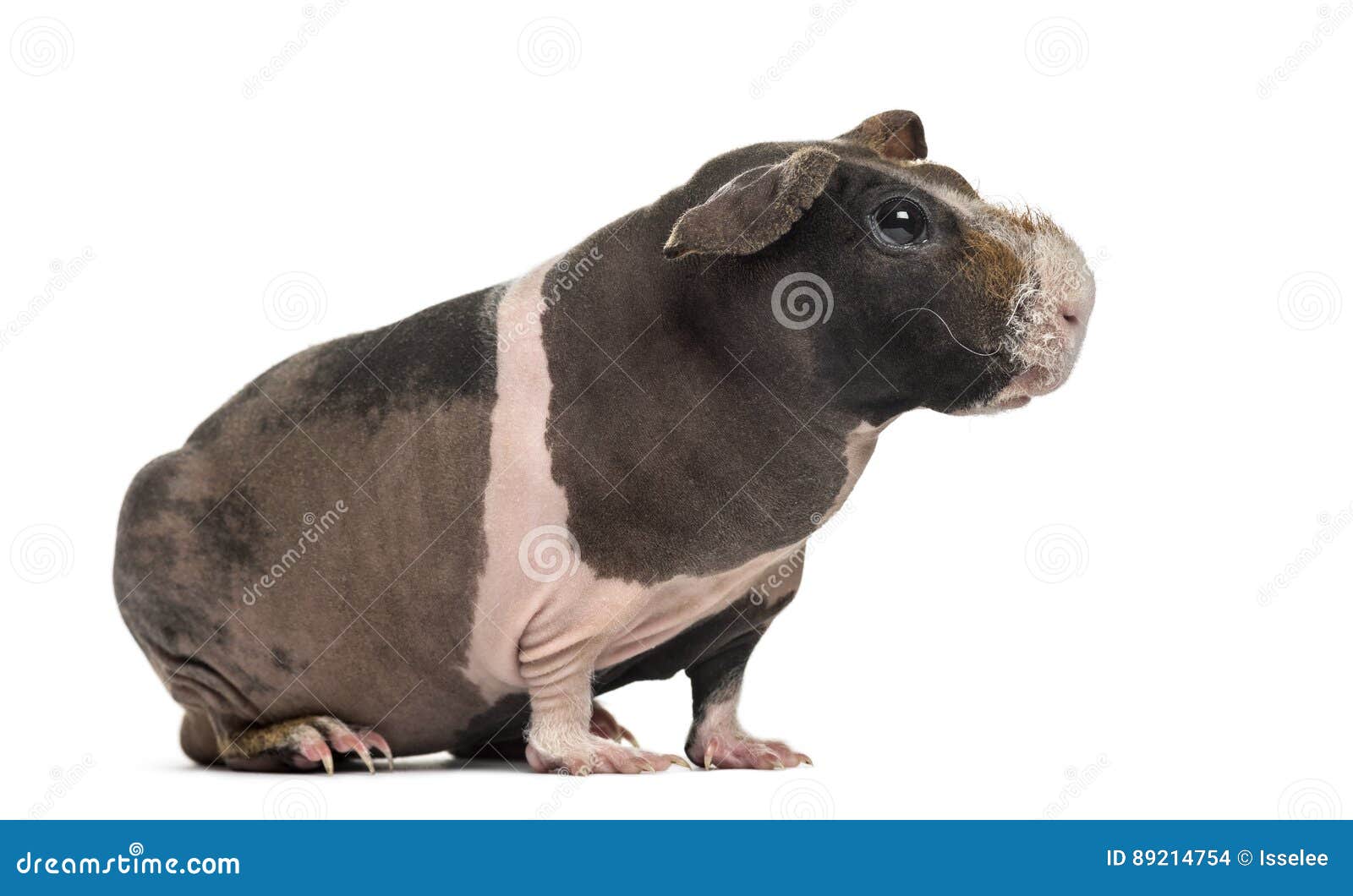 Hairless Guinea Or Rodent Pig Top View In Cages. Royalty-Free Stock ...