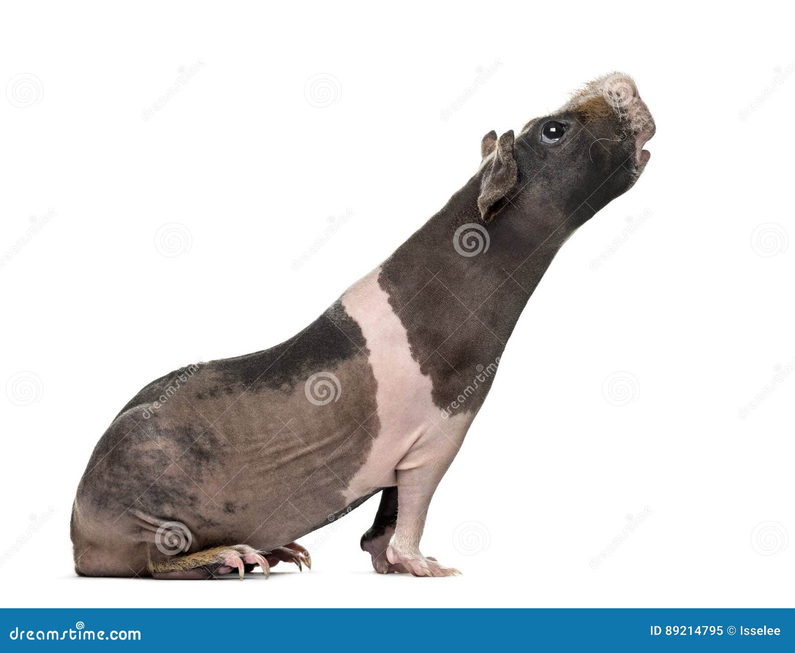 Hairless Guinea Or Rodent Pig Top View In Cages. Royalty-Free Stock ...