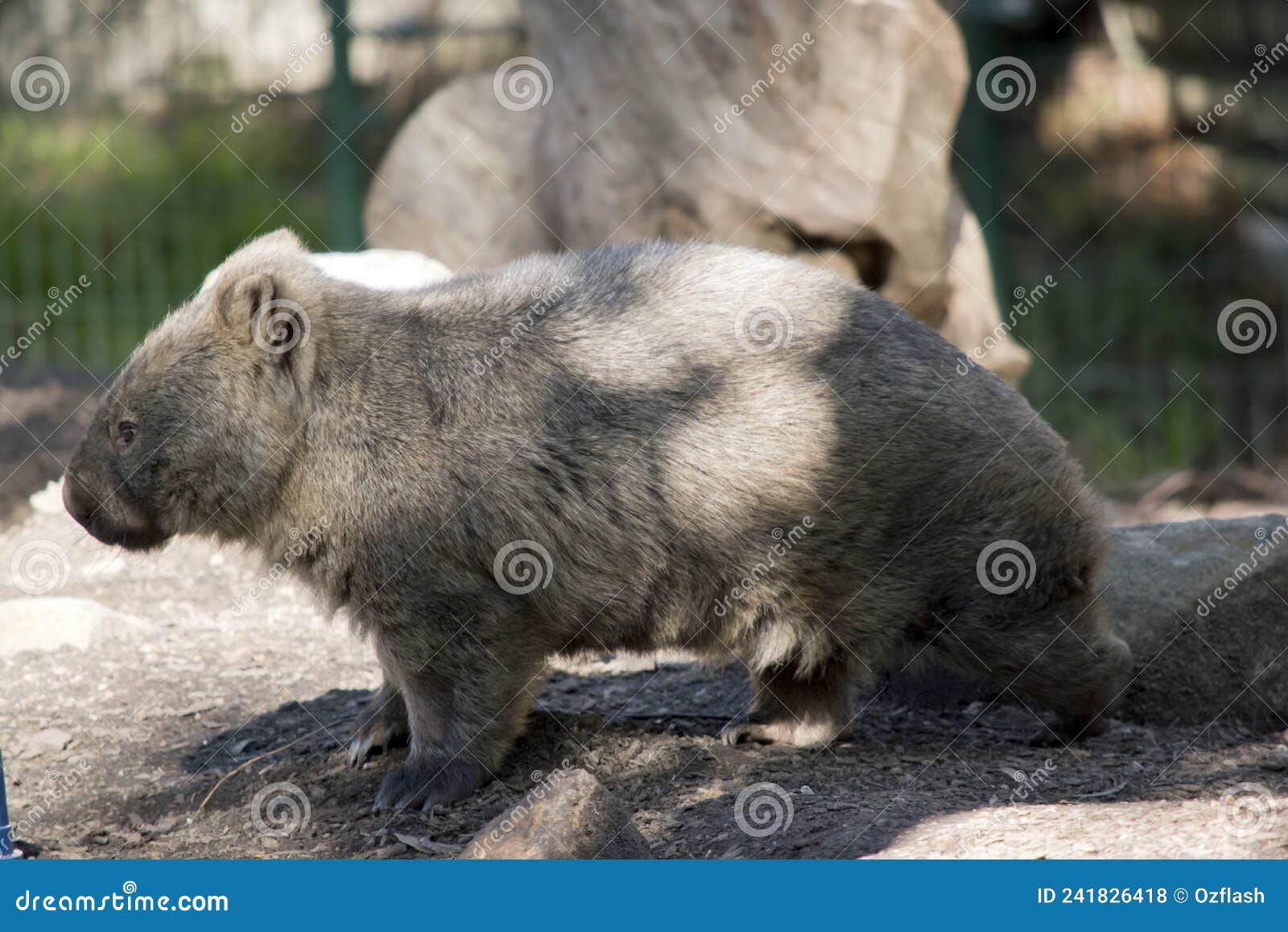 This is a Side View of a Hairy Nosed Wombat Stock Photo - Image of ...