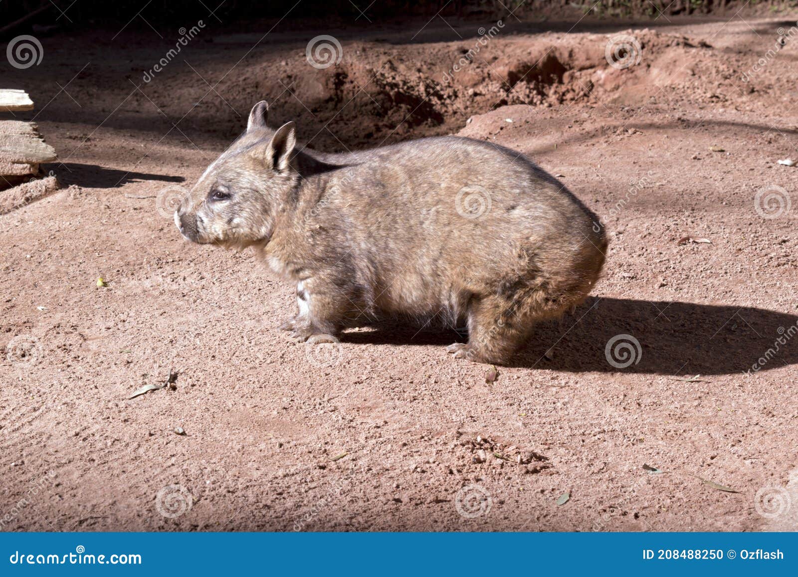 This is a Side View of a Hairy Nosed Wombat Stock Photo - Image of ...