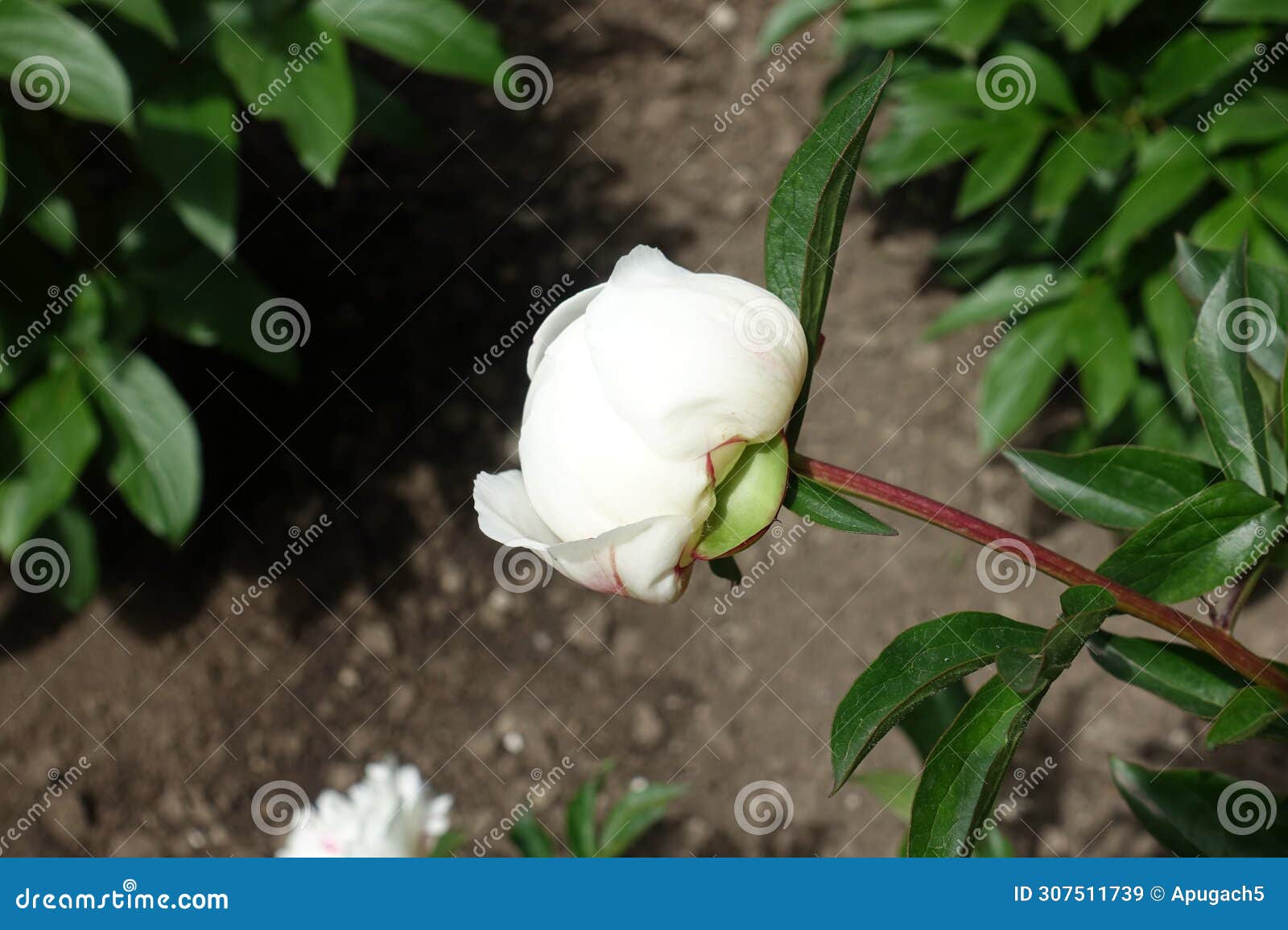Side View of Half Open Bud of White Common Peony in May Stock Image ...