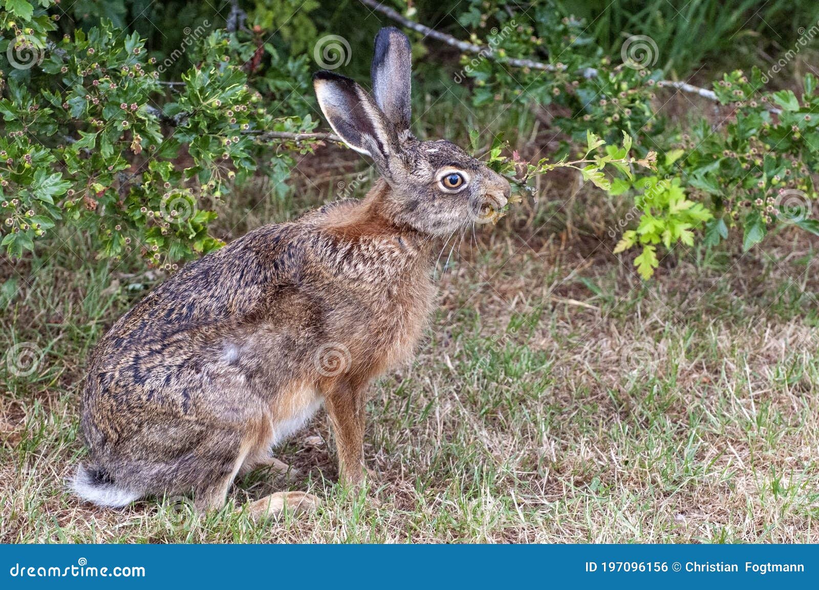 Side View of a Hare Eating Leafs from a Twig Stock Photo - Image of ...