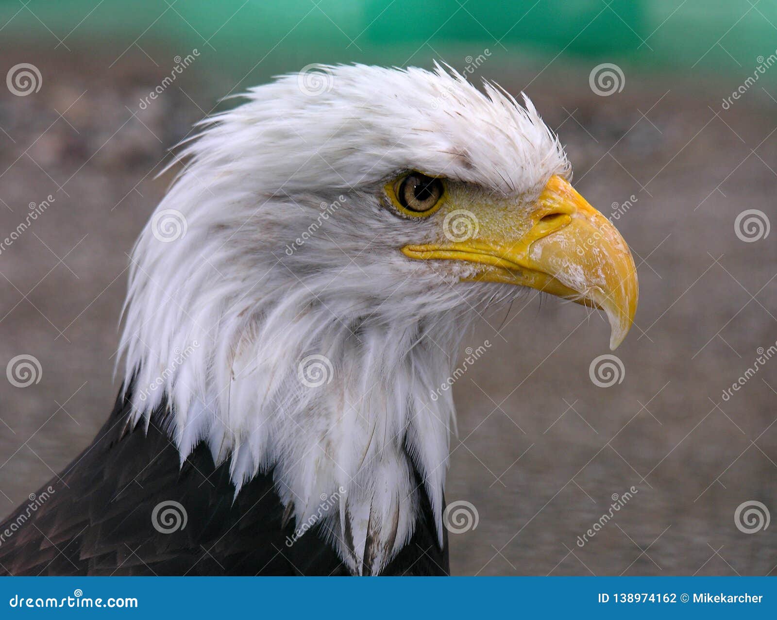Close up of a bald eagle stock photo. Image of animal - 138974162