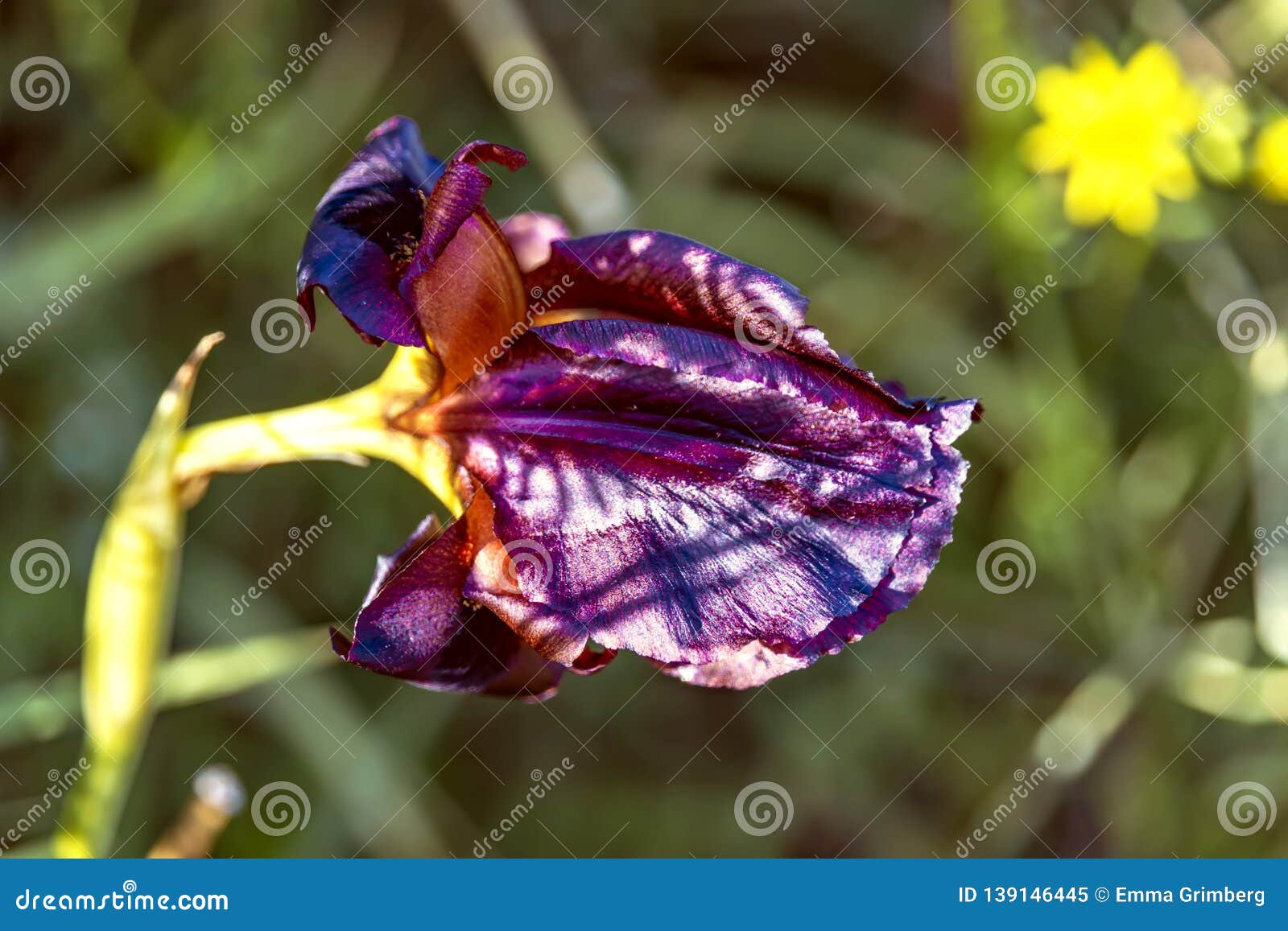Side View of Head of Black Iris Flower in Sunlight on a Blurred ...