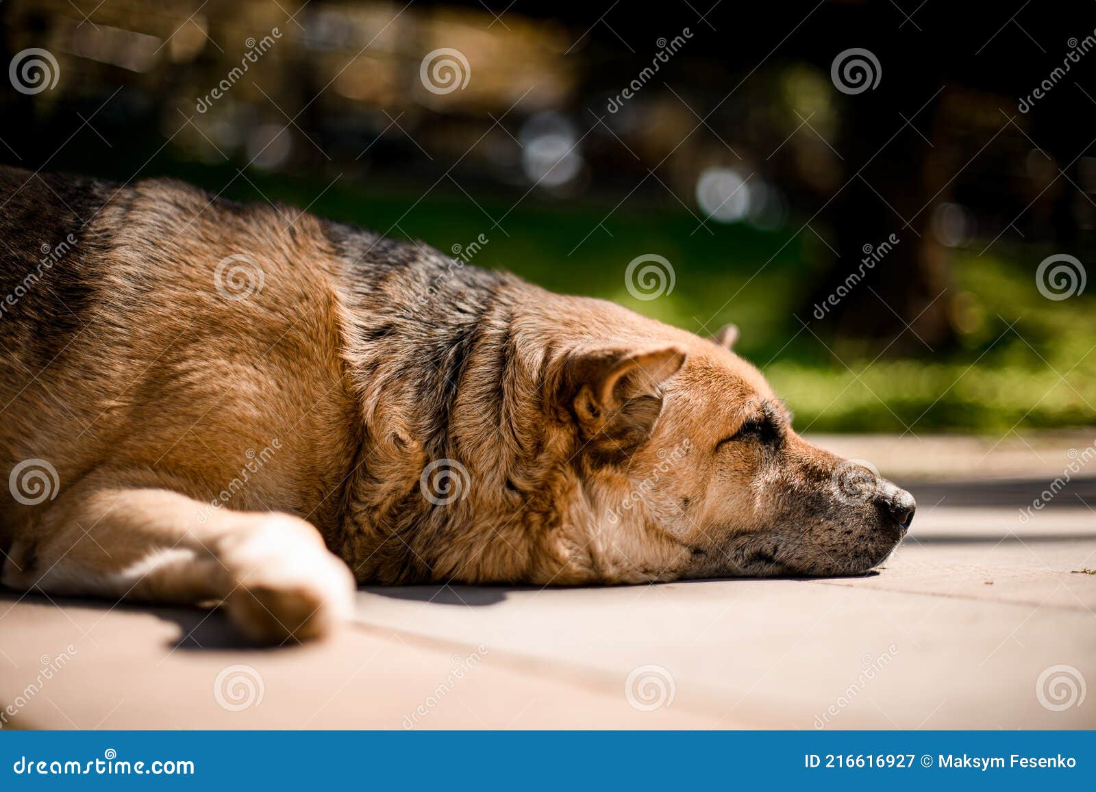 Side View on the Head of Dog that Lies in the Park Stock Image - Image ...