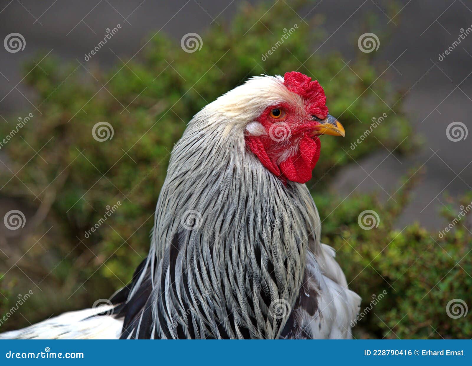 Side View of the Head of a Rooster Stock Photo - Image of body, male ...