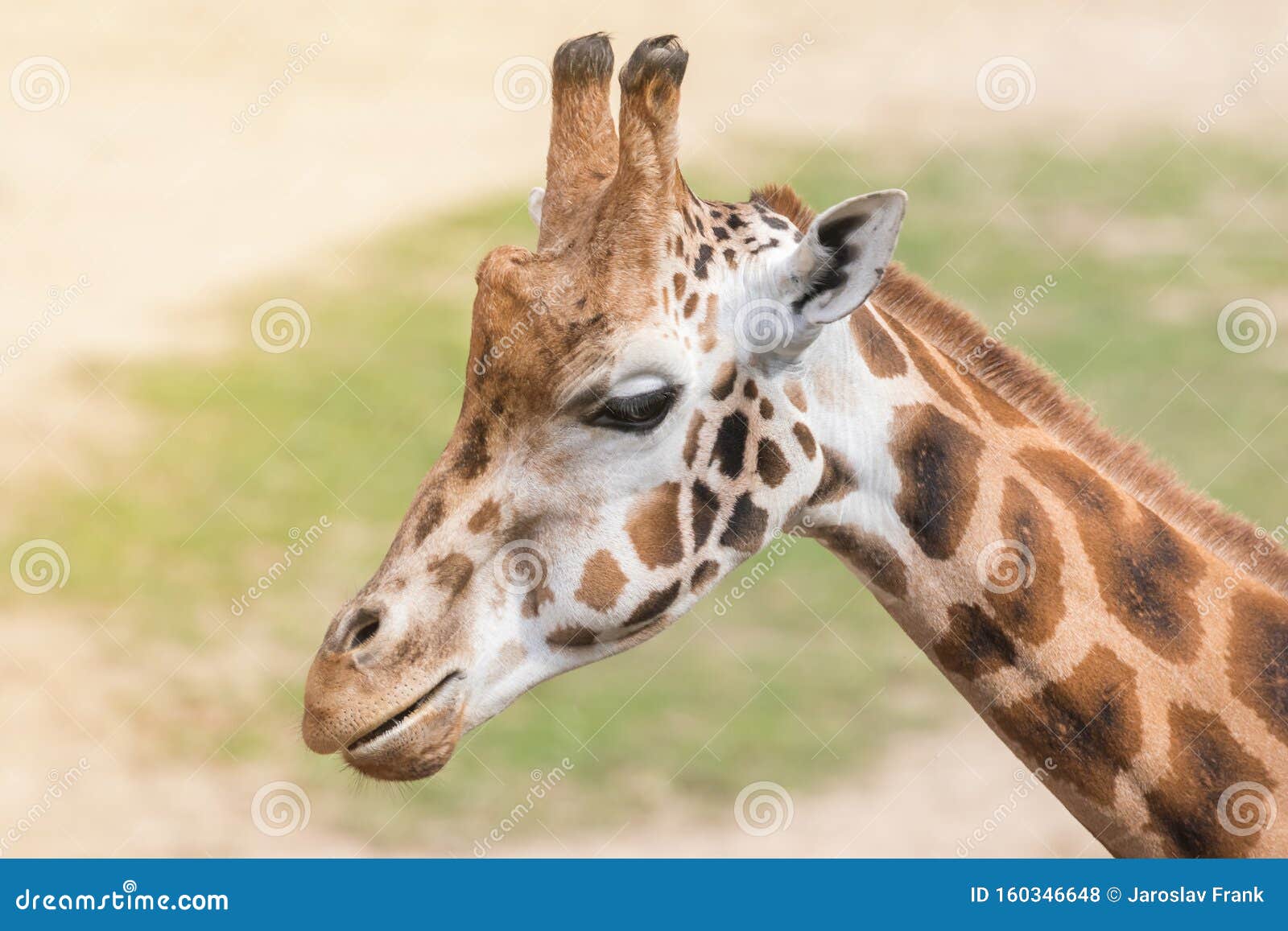 Giraffe Closeup Side View Of Face Royalty-Free Stock Photography ...