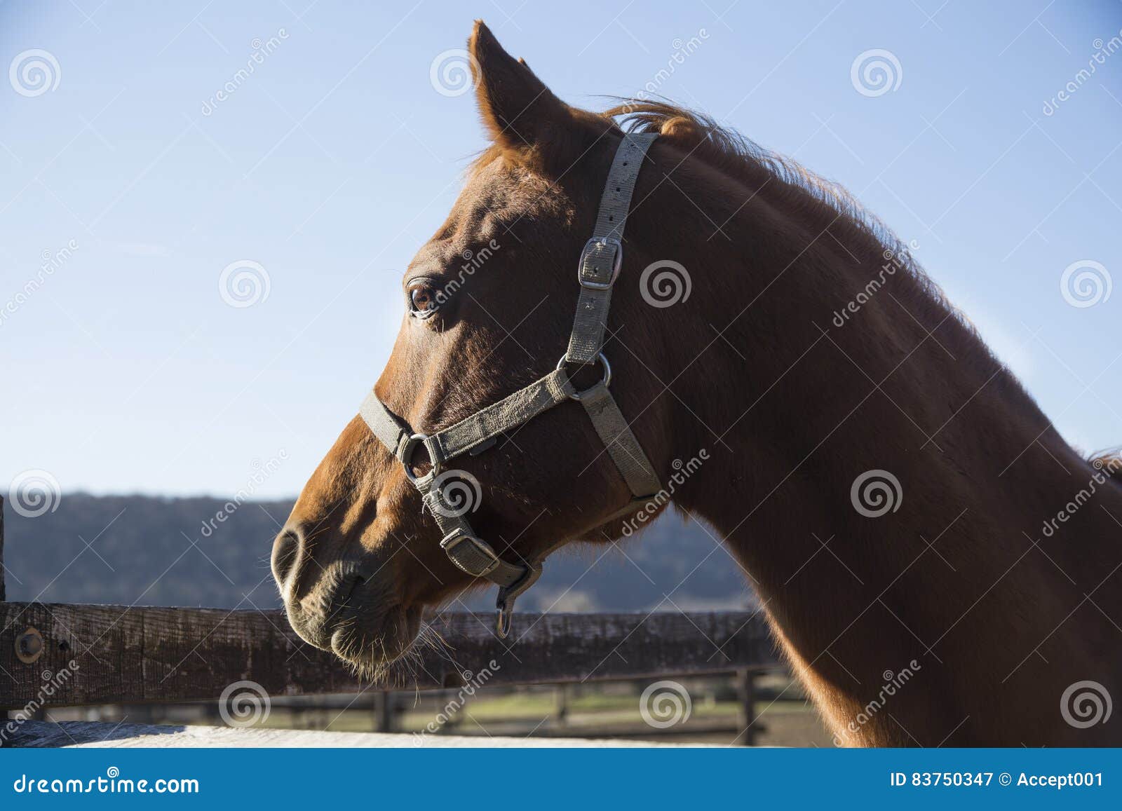 Side View Headshot of a Reddish Colored Purebred Stallion on Blu Stock ...