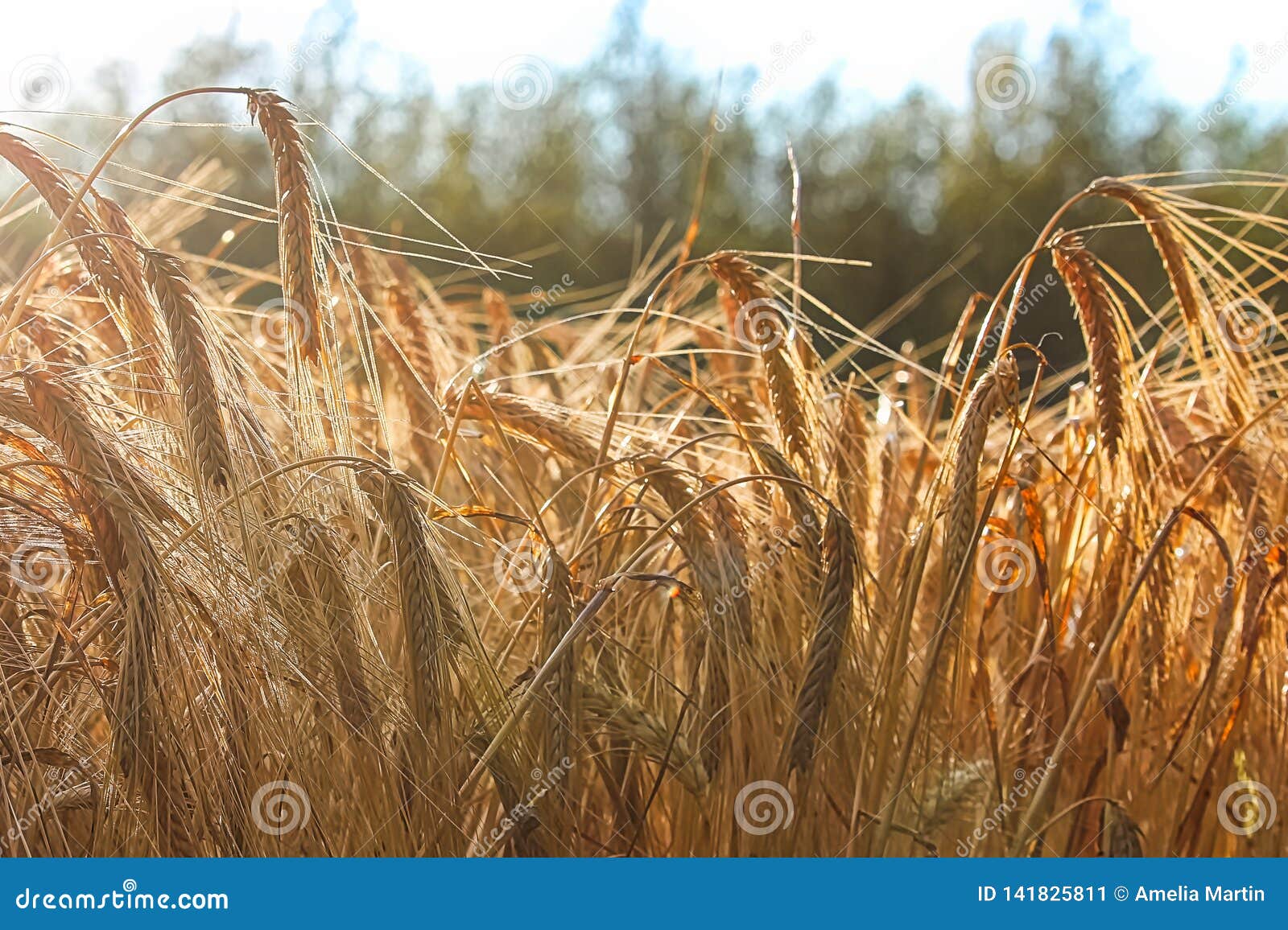 Side View of Heavy Barley Heads Bending Highlighted by Sunset Stock ...