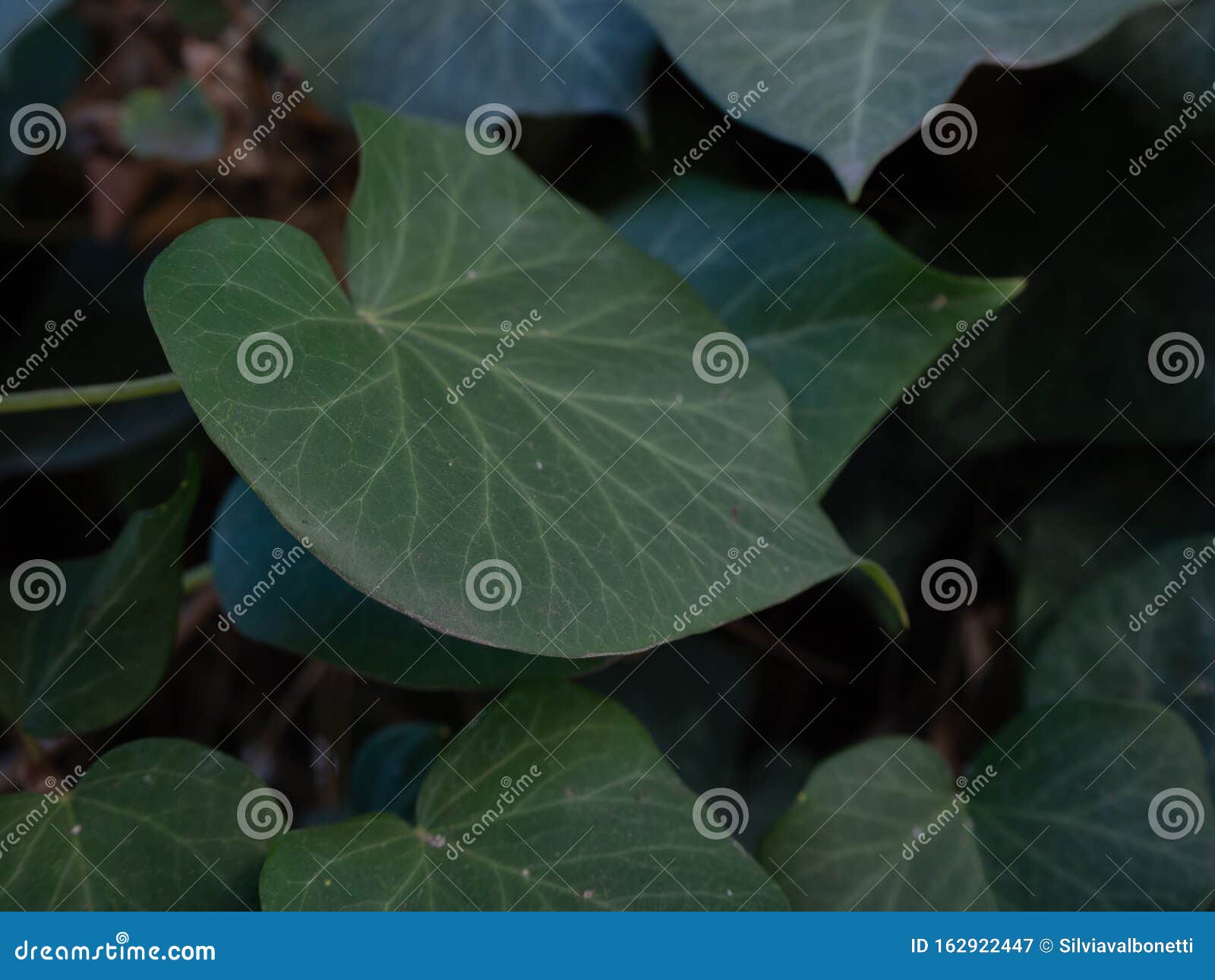 Side View of Hedera Helix Leaf Stock Image - Image of garden, shape ...