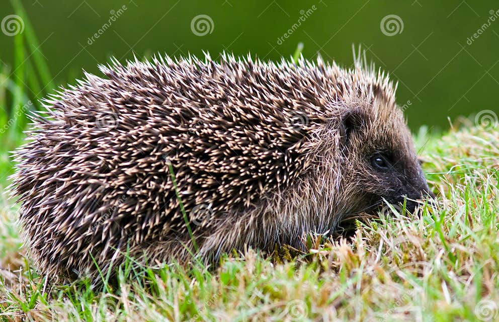 Side View of a Hedgehog on a Lawn Stock Image - Image of bristle ...