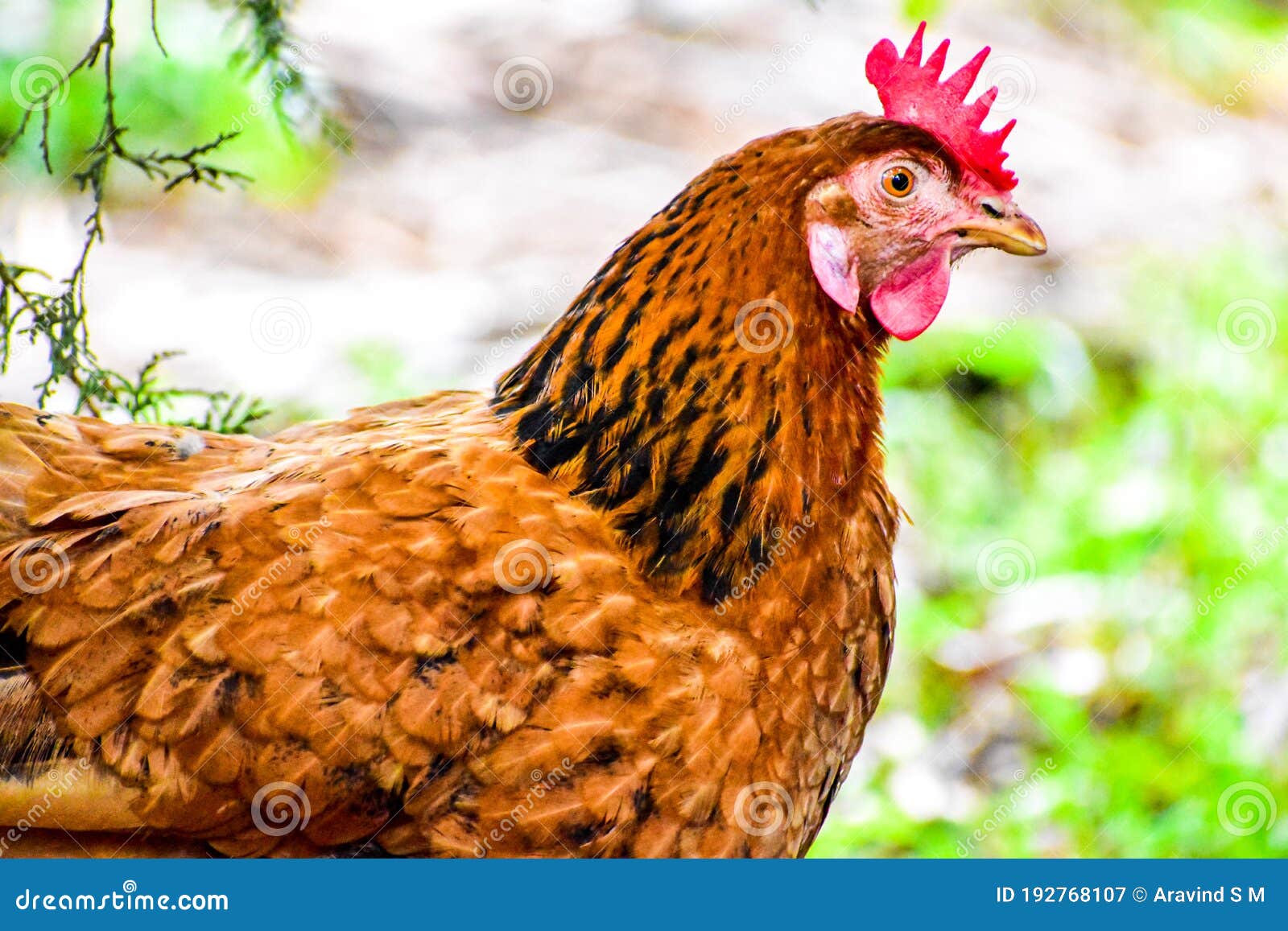 A Side View of a Hen with Sharp Eyes Open and Crown at the Top .a ...