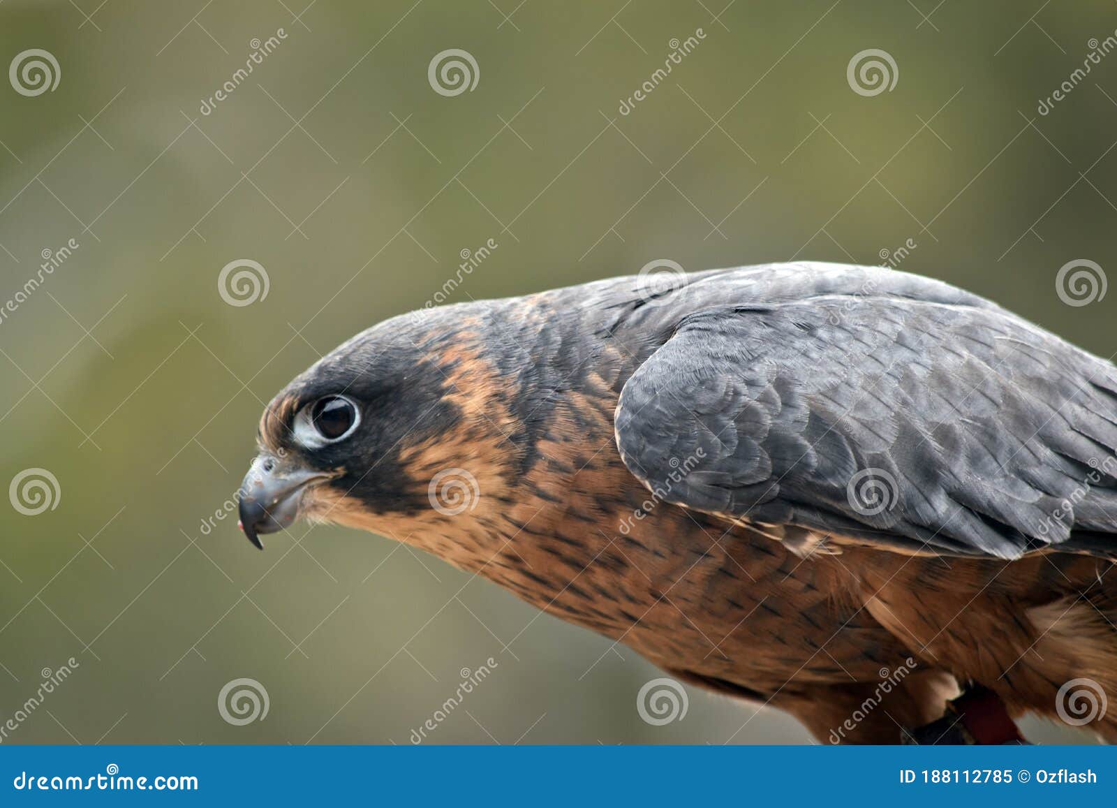 This is a Side View of a Hobby Falcon Stock Image - Image of rufous ...