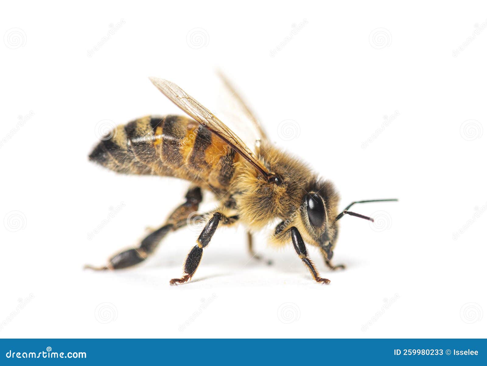 Side View of a Honing Bee Isolated on White Stock Image - Image of ...