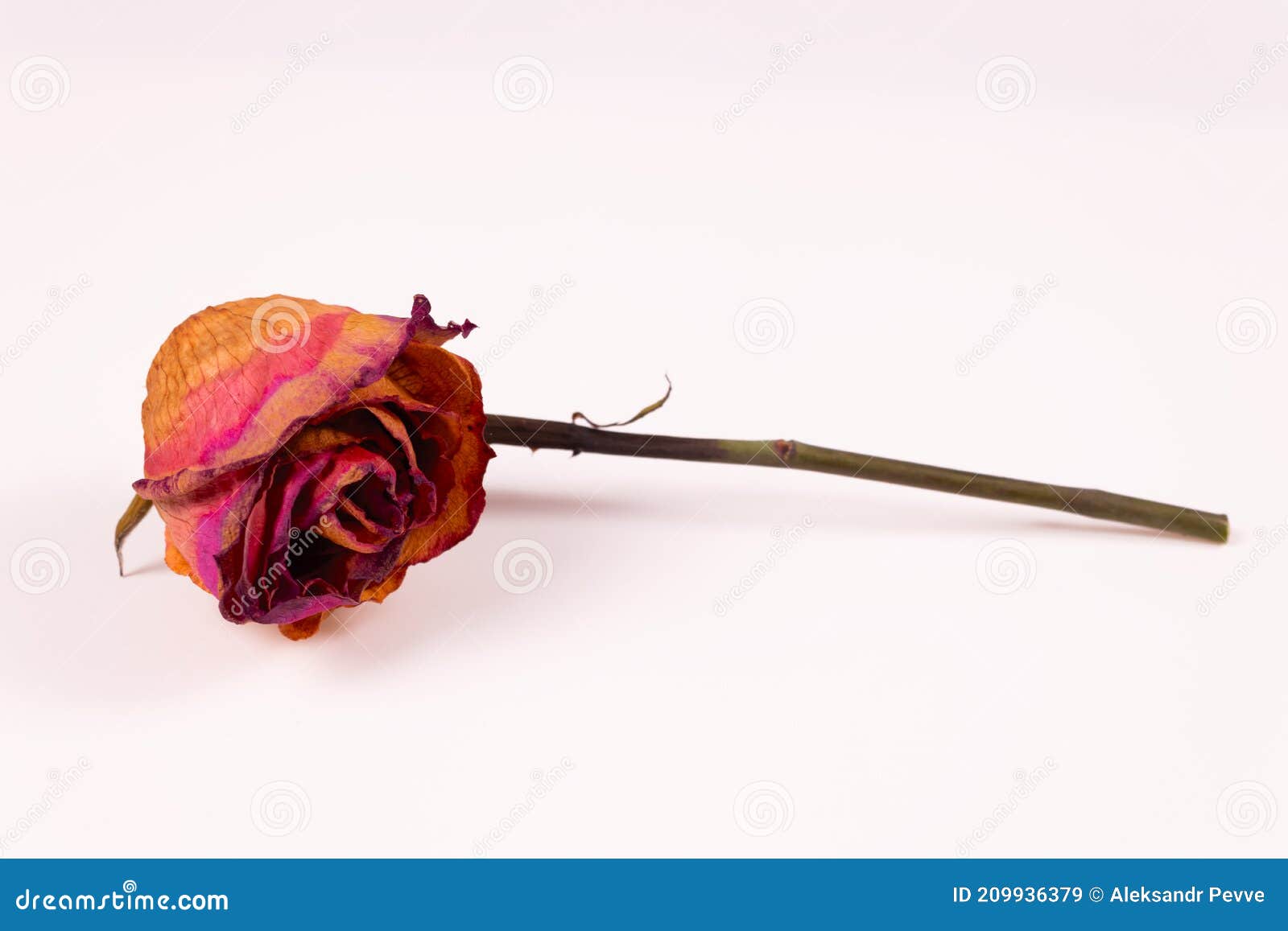 Side View of a Horizontally Lying Yellowing Lilac Rose Bud with a Stem ...