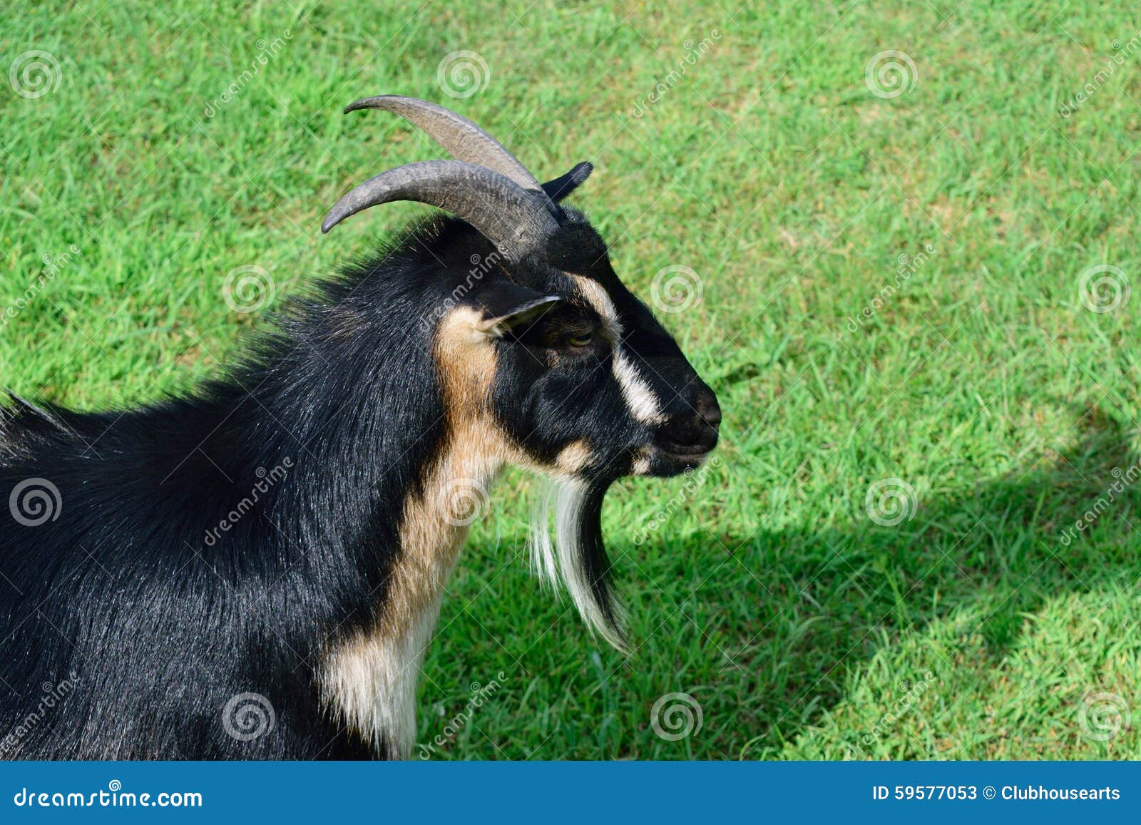 Side View of Horned Dwarf Goat Stock Image - Image of outdoor, field ...