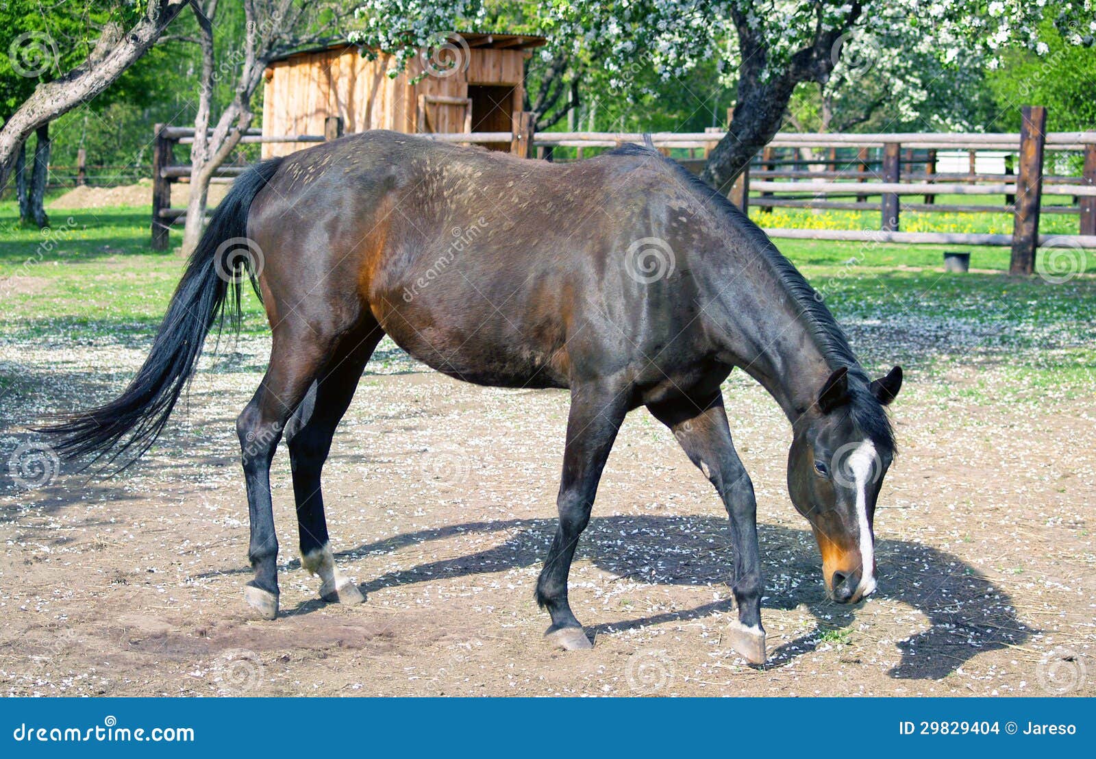 Horse in paddock stock photo. Image of dark, black, farm - 29829404