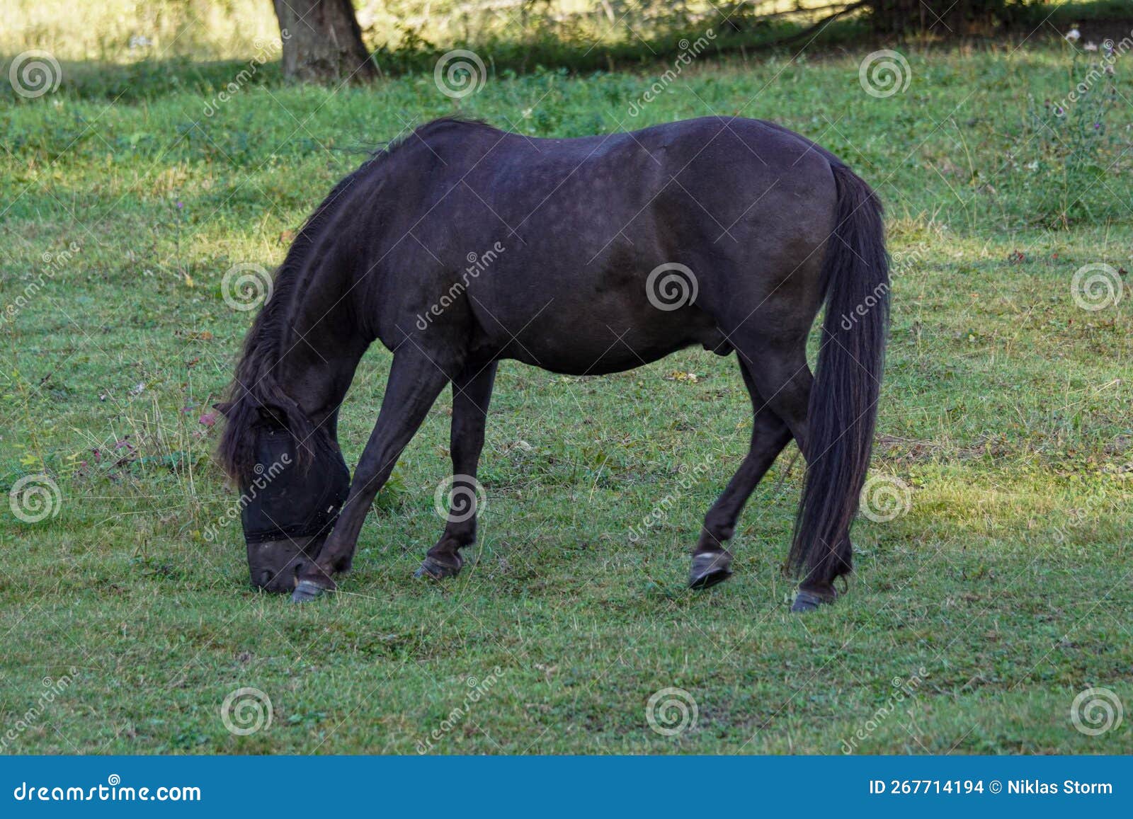 Side View of Horse Grazing on Field Stock Photo - Image of agriculture ...