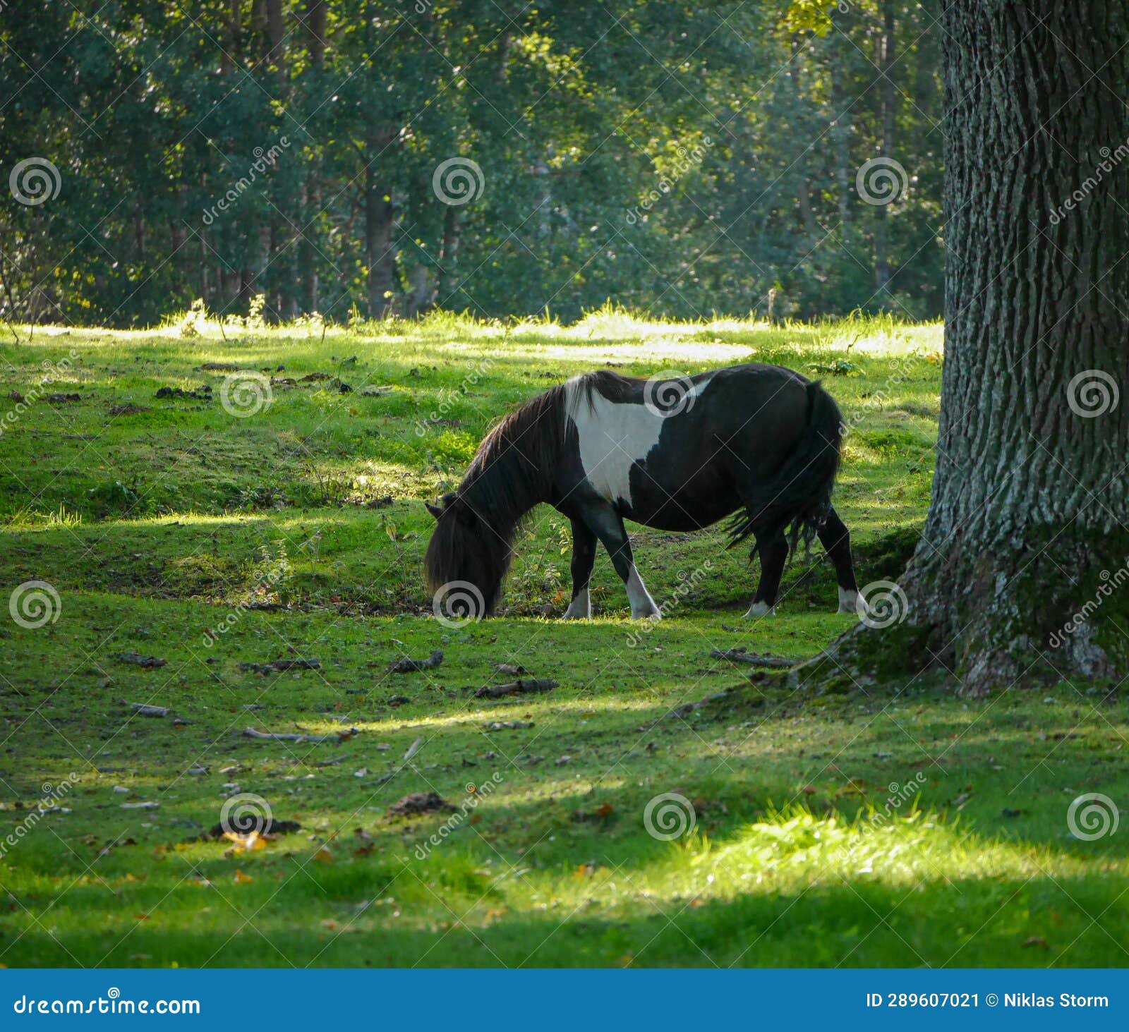 Side View of Horse Grazing on Grassy Field Stock Image - Image of ...