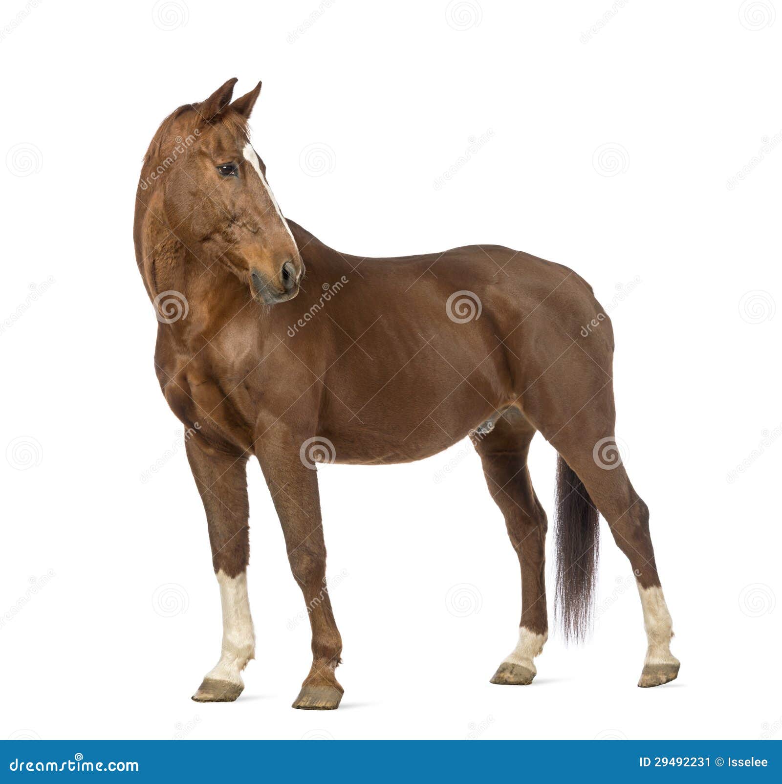 Side View of a Horse Looking Back Stock Image - Image of white, away ...